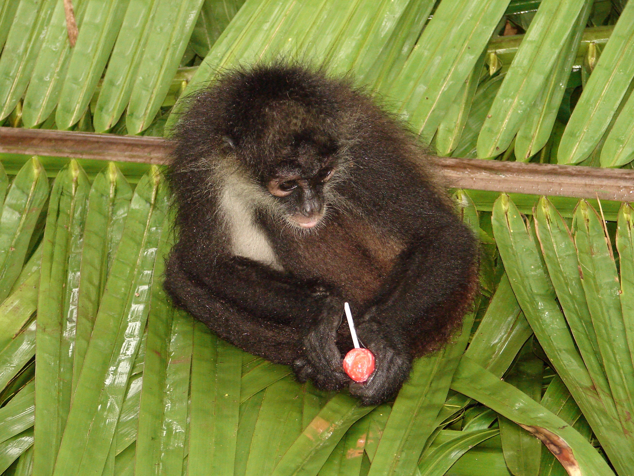 Monkey in Honduras free image download