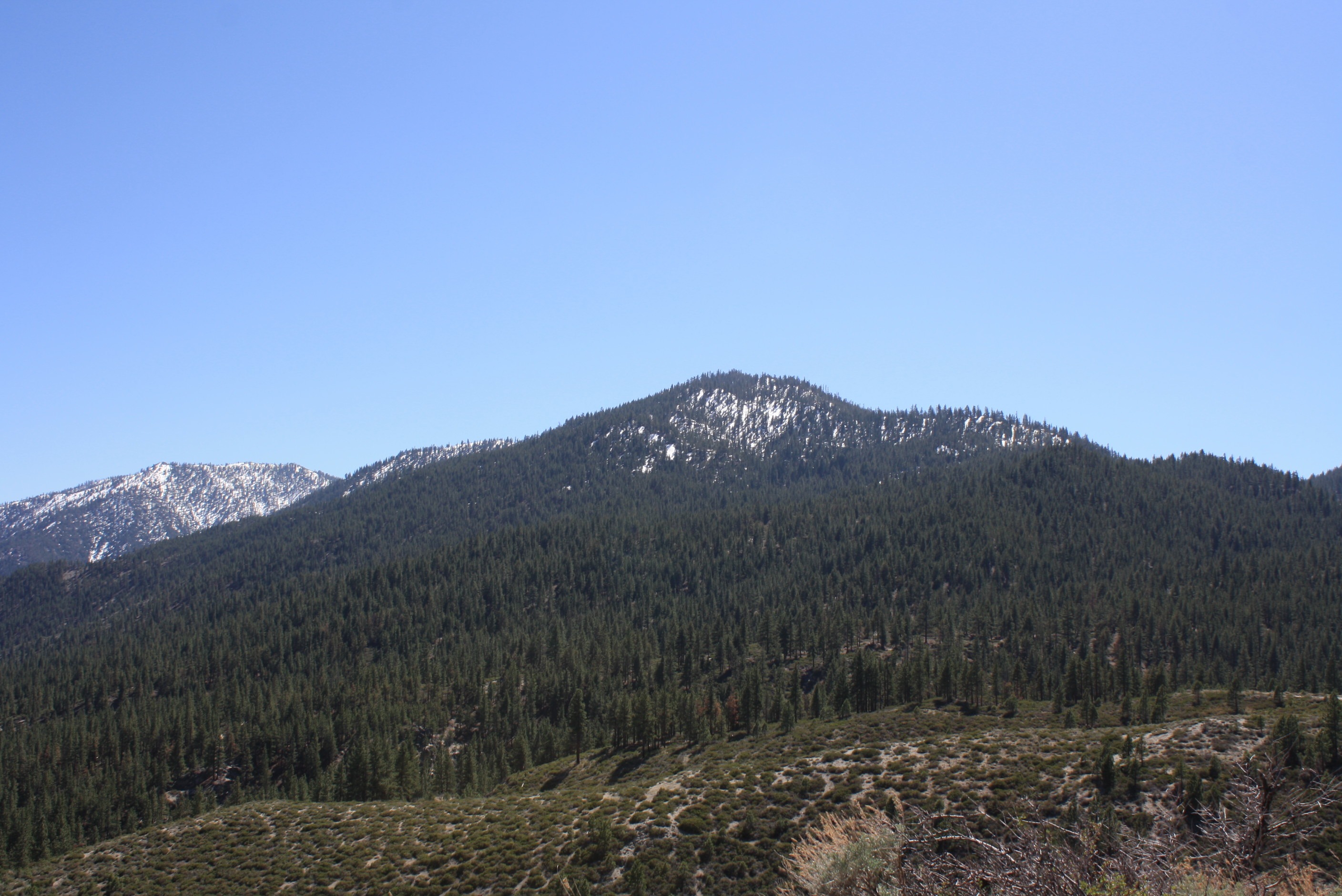 Mountains forest in Nevada free image download