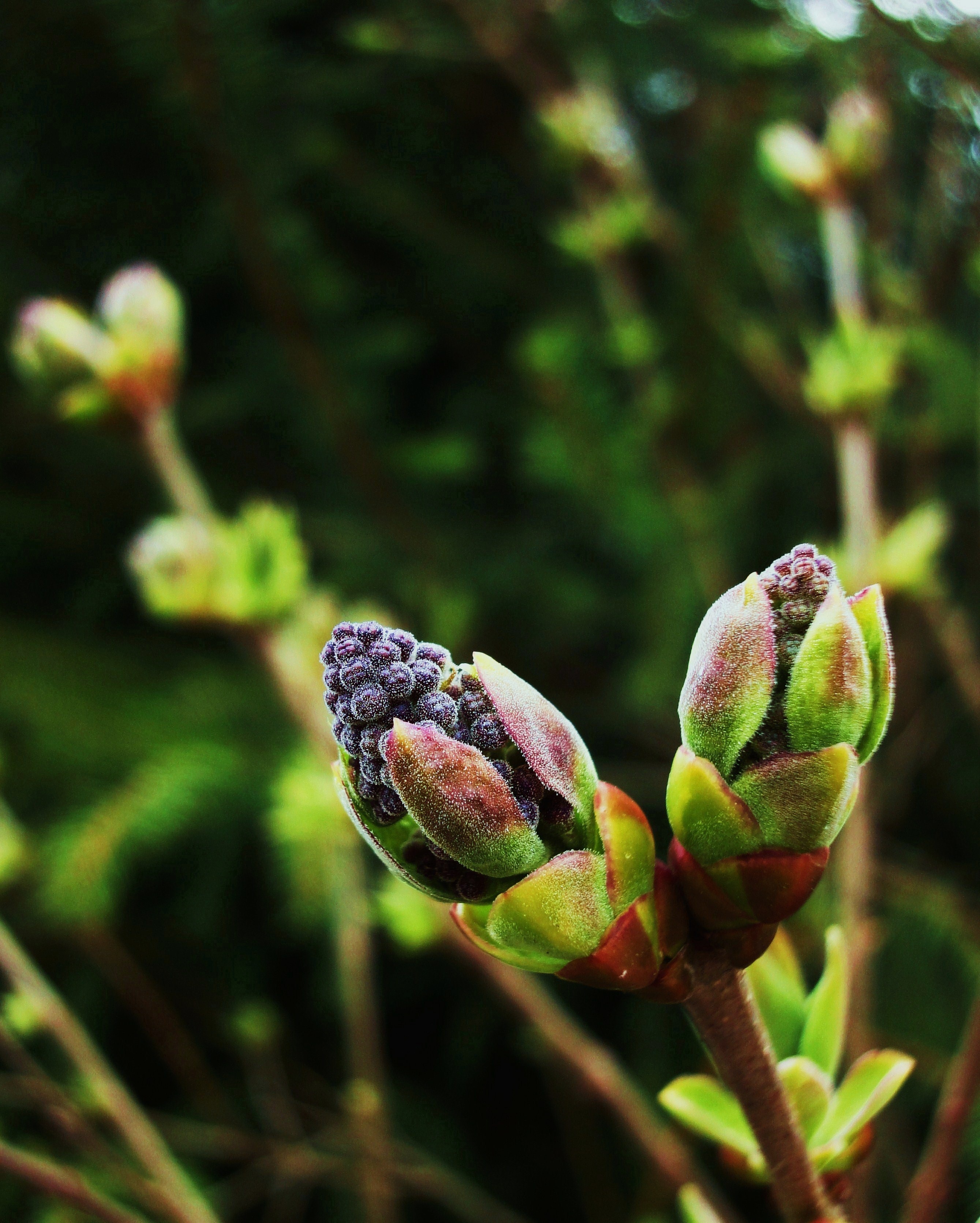 Fabulous buds lilac free image download