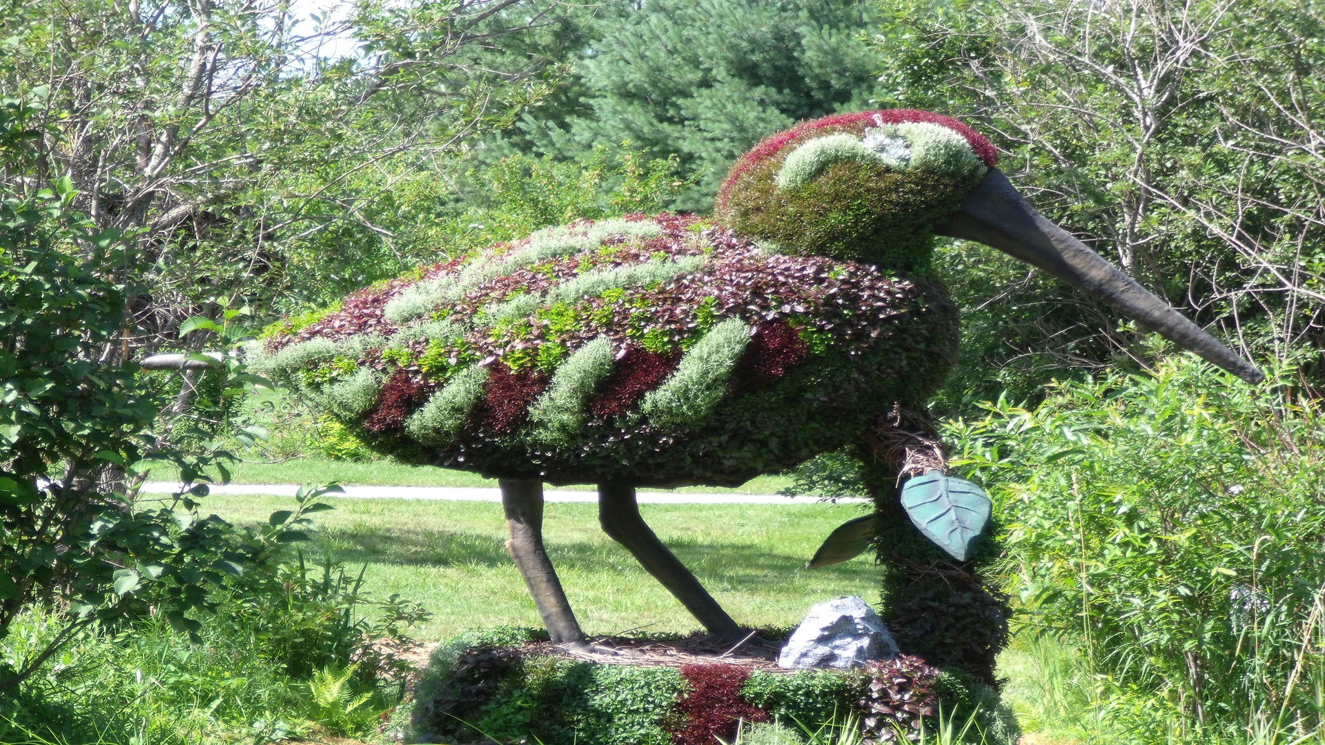 Duck of plants and flowers in the garden free image download