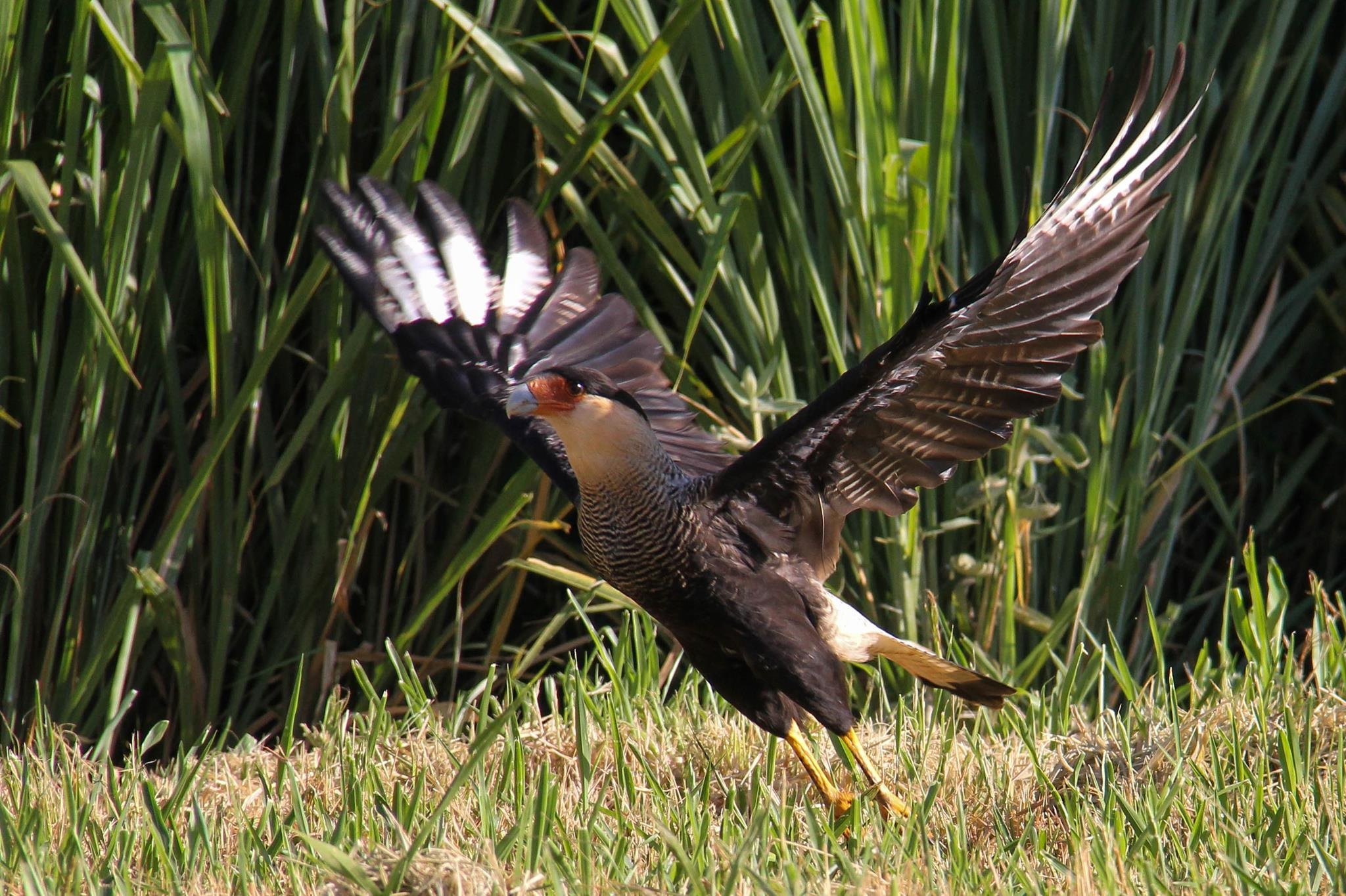 Carcara animal free image download