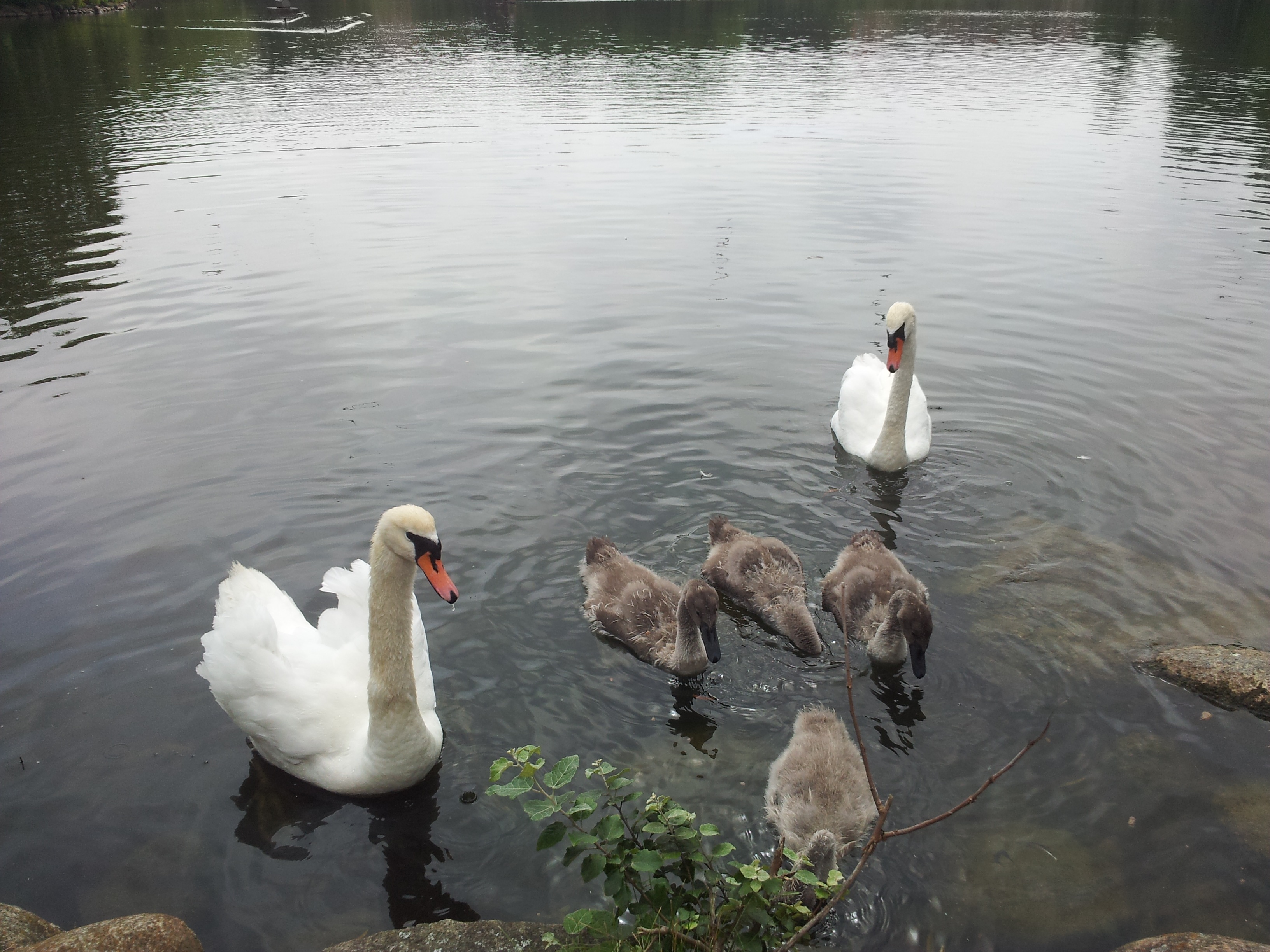 Family of white swans on water at spring free image download