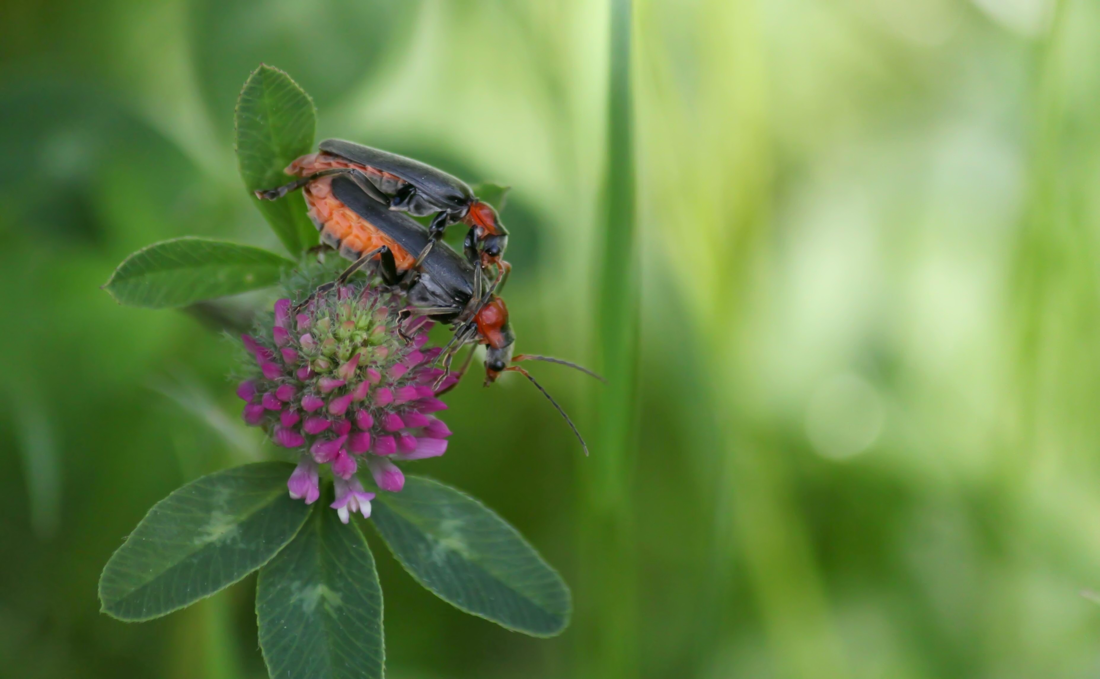 Beetles on a green plants free image download