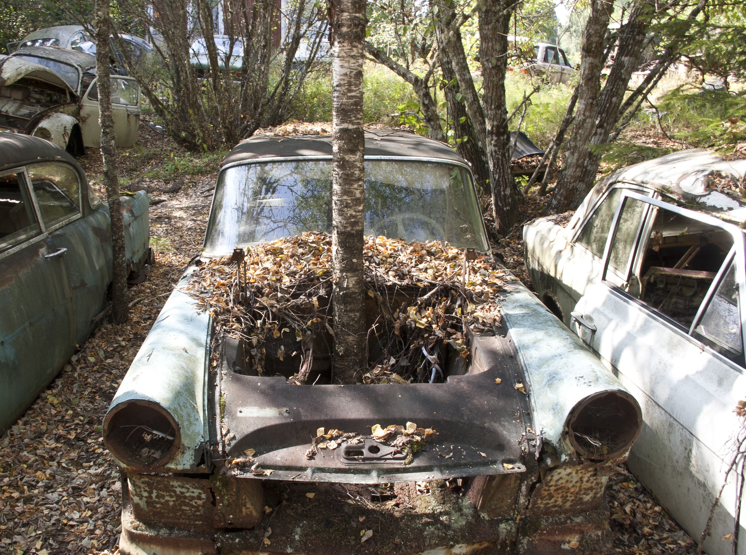 Tree grown through abandoned car free image download