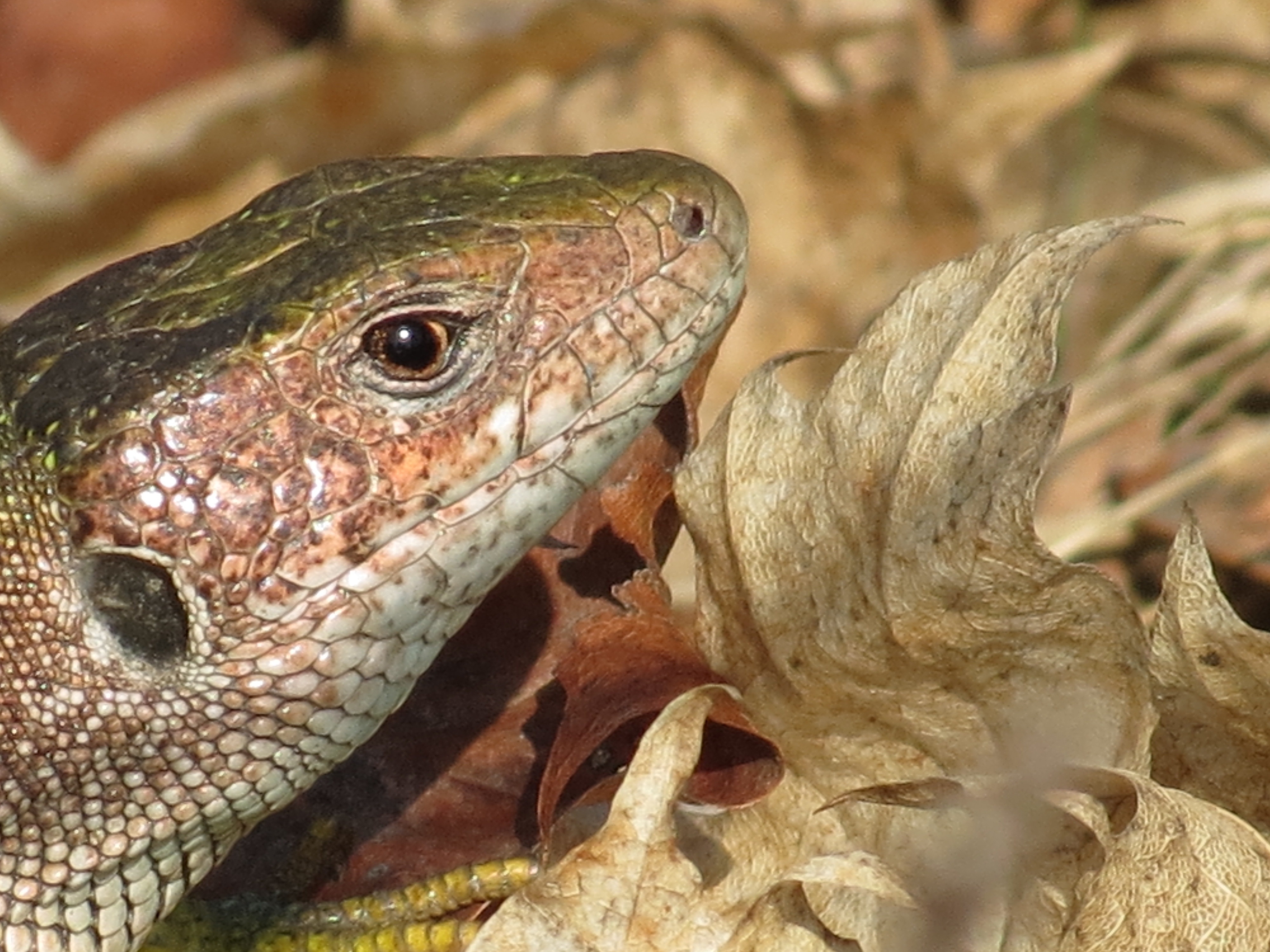 Green lizard reptile head close free image download