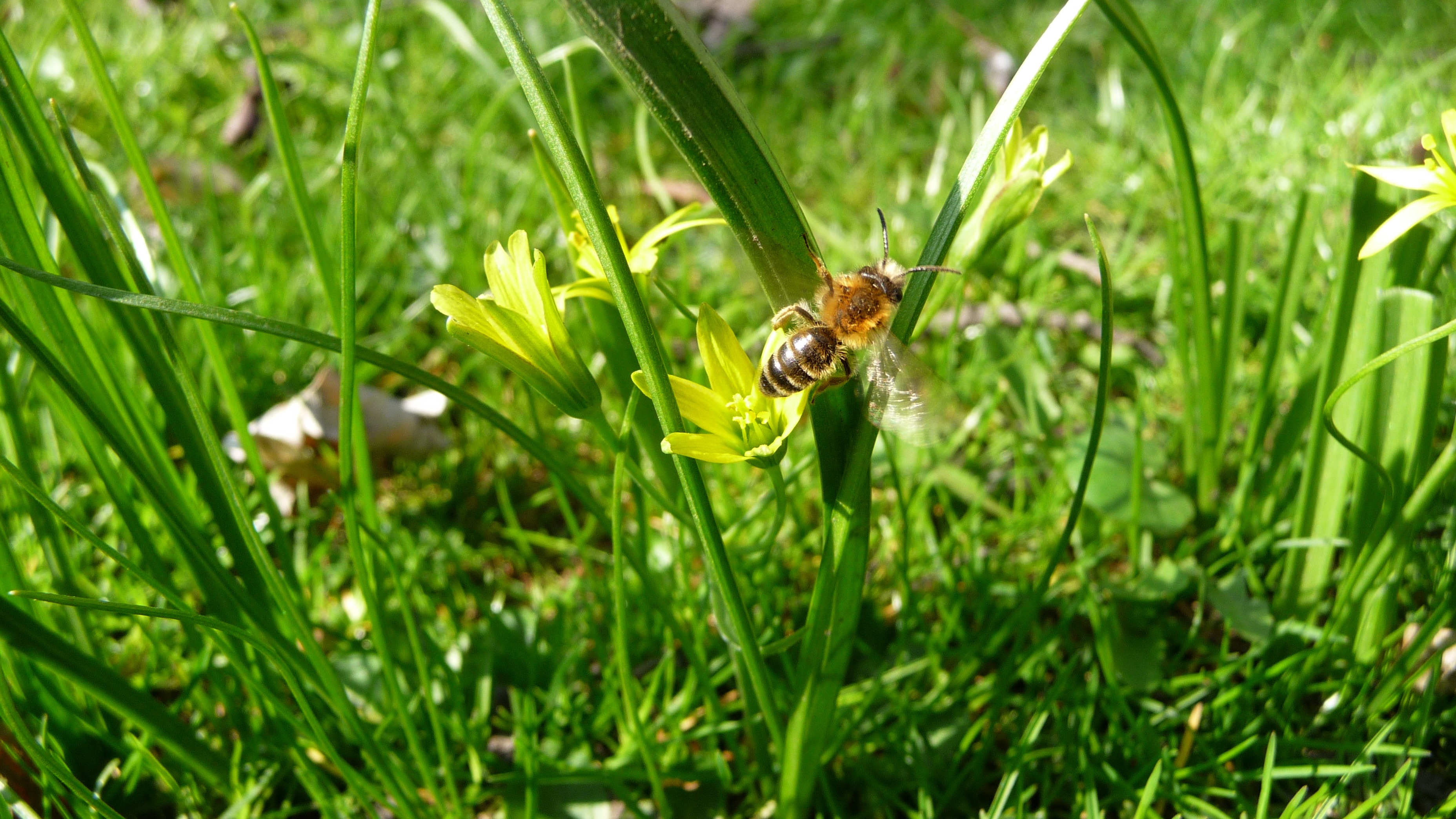Honey bee on a leaf of grass free image download
