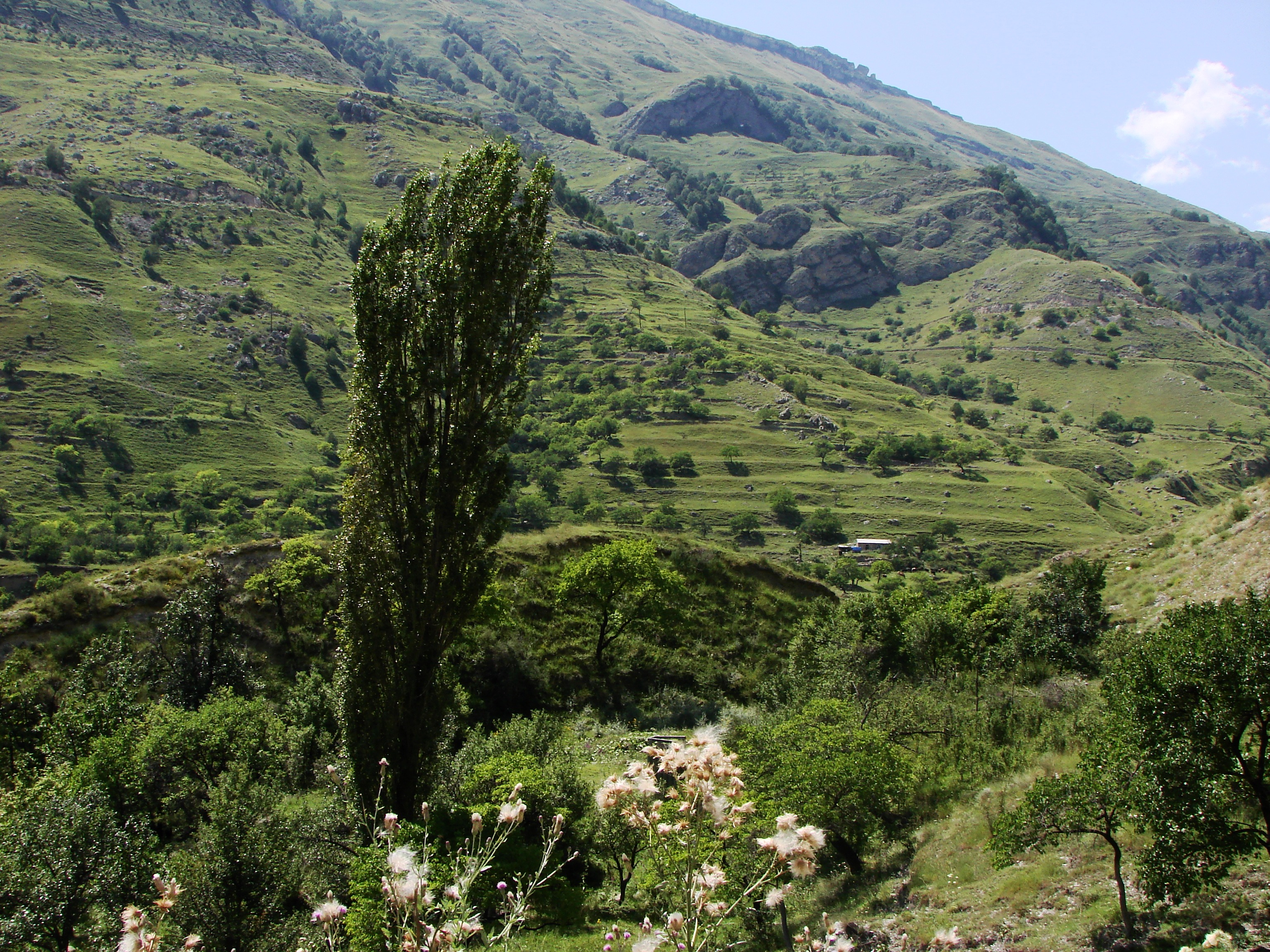 Beautiful and delightful green landscape free image download