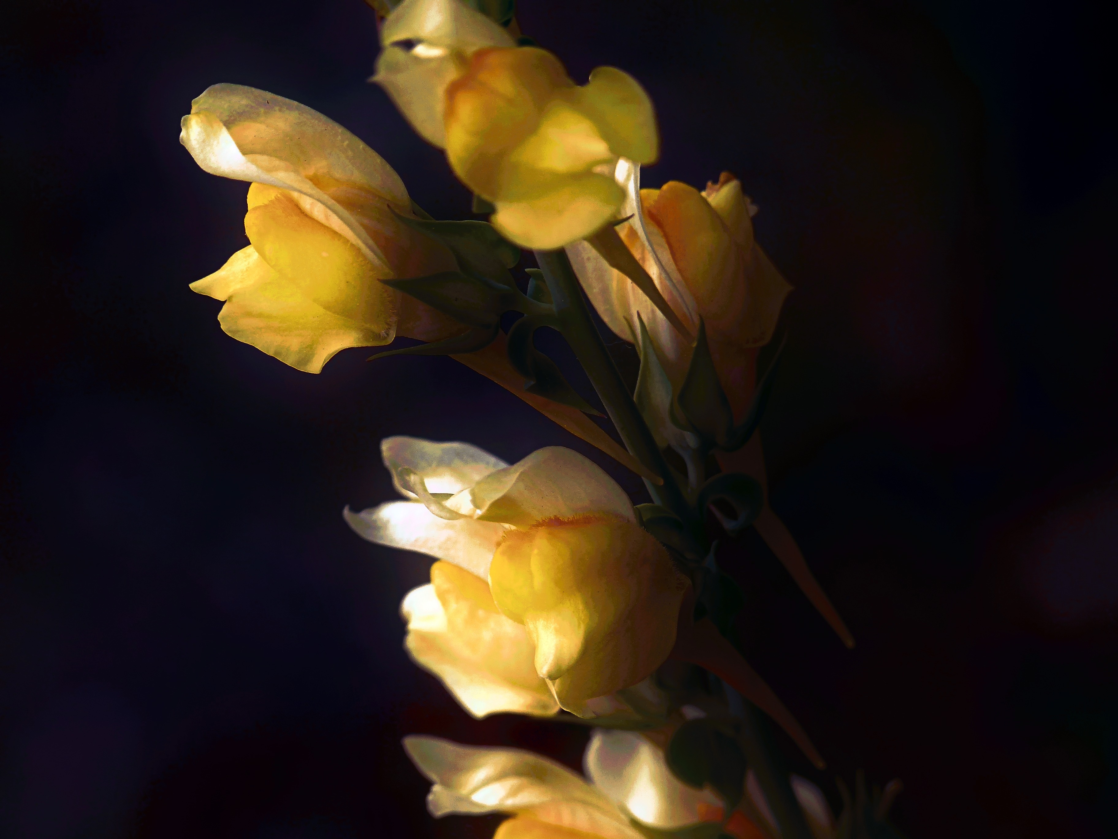 Yellow snapdragon macro on black free image download