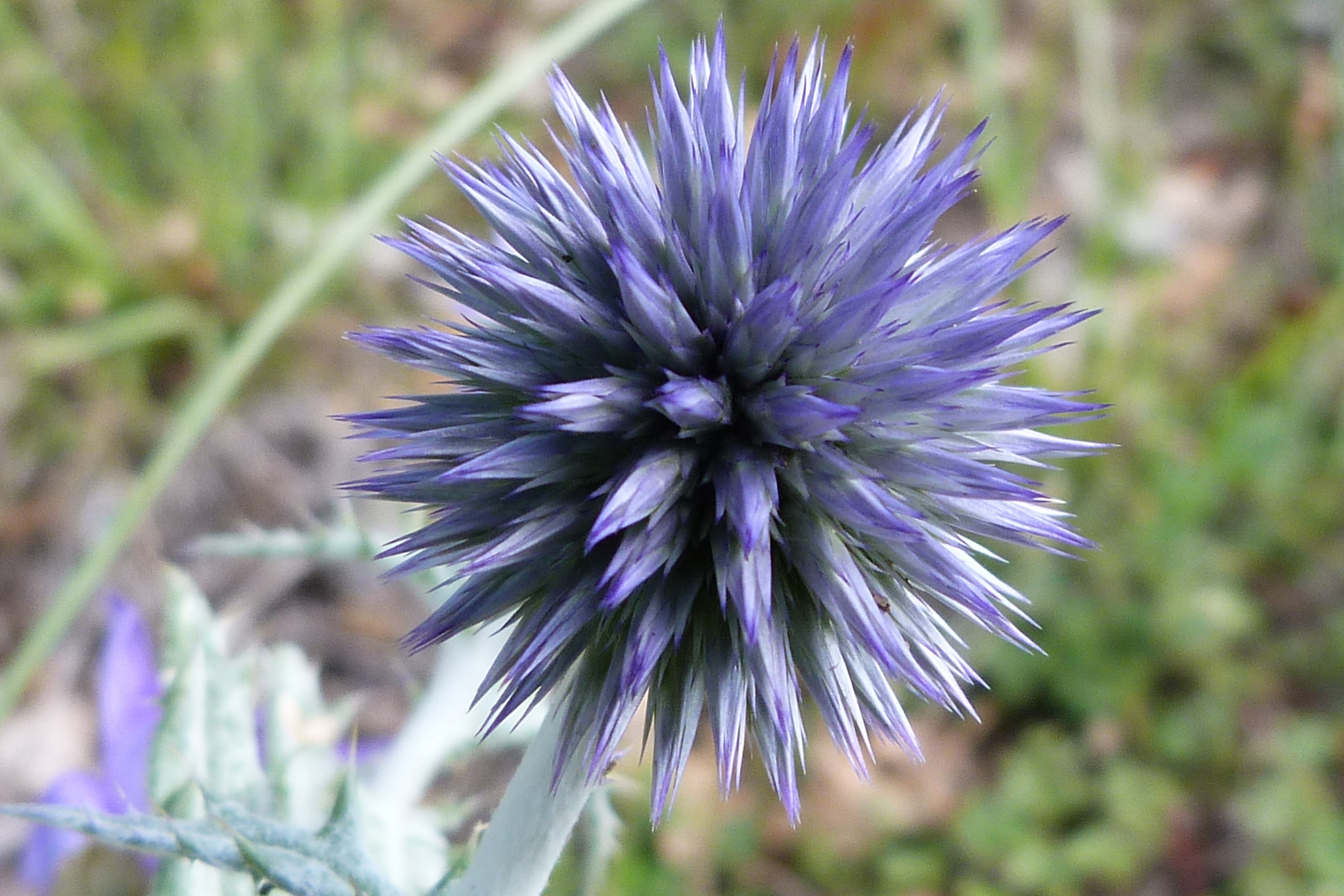 Irresistible blue thistle free image download