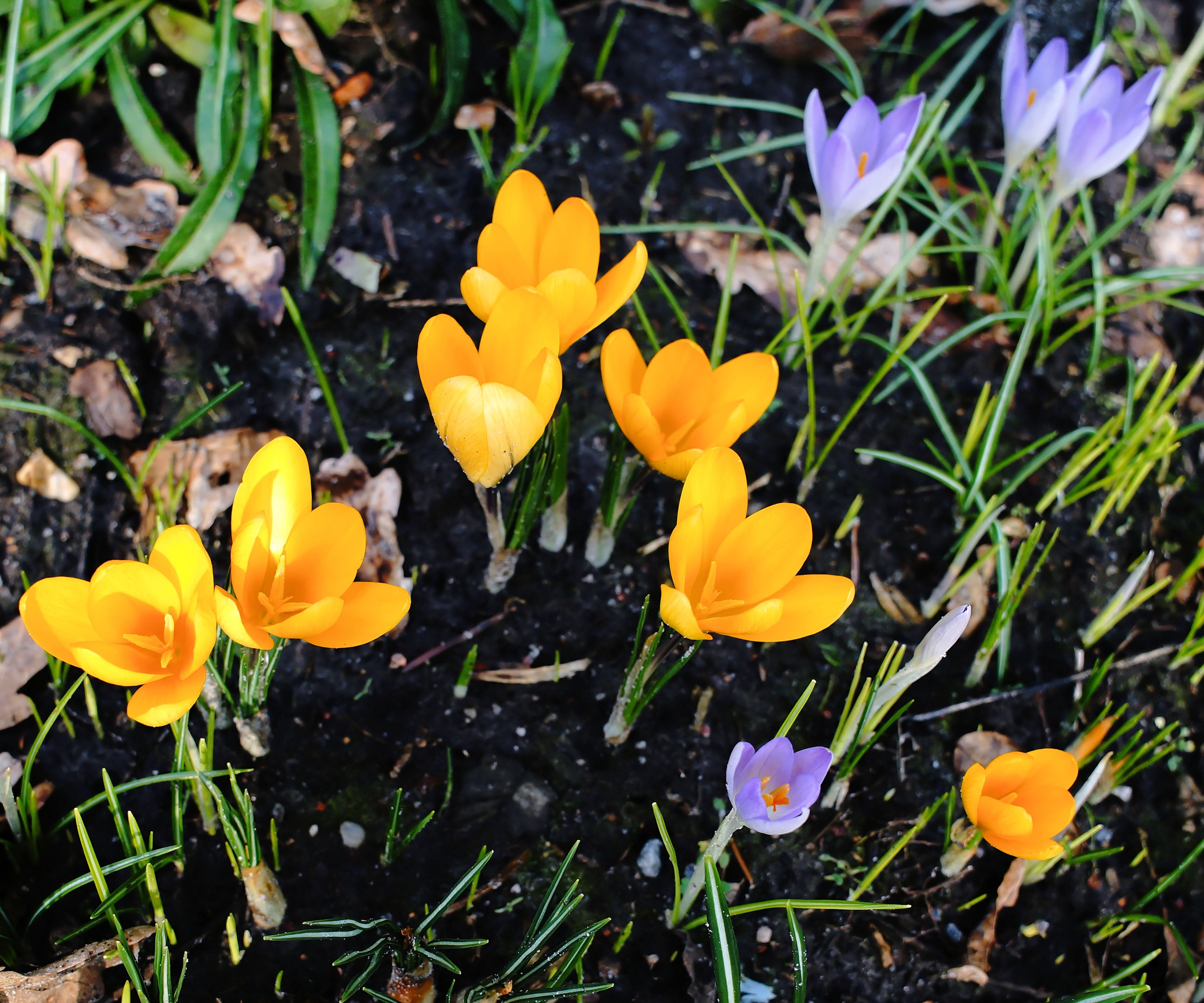 Unimaginable crocus flowers free image download