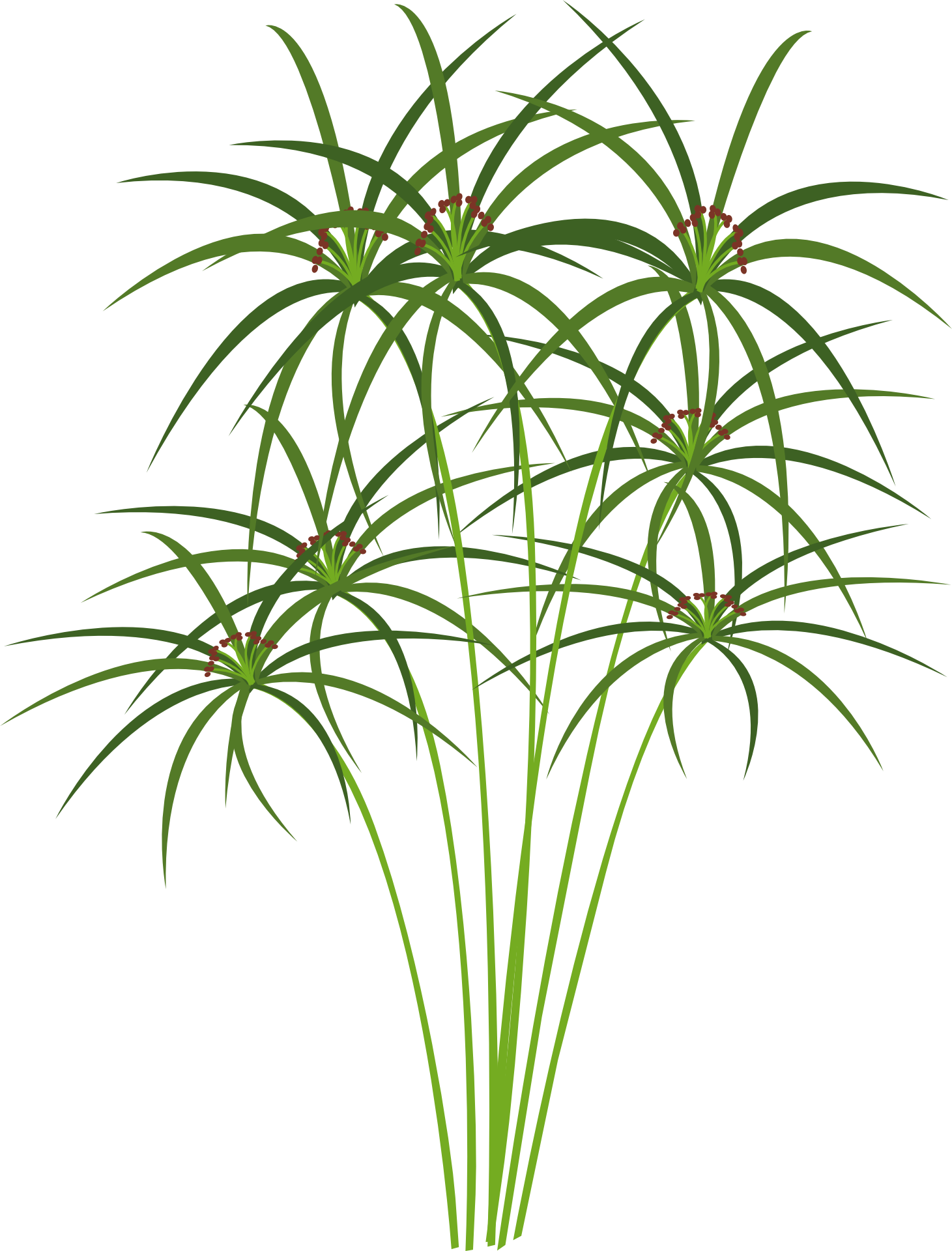 Cyperus papyrus, blooming plant, drawing free image download