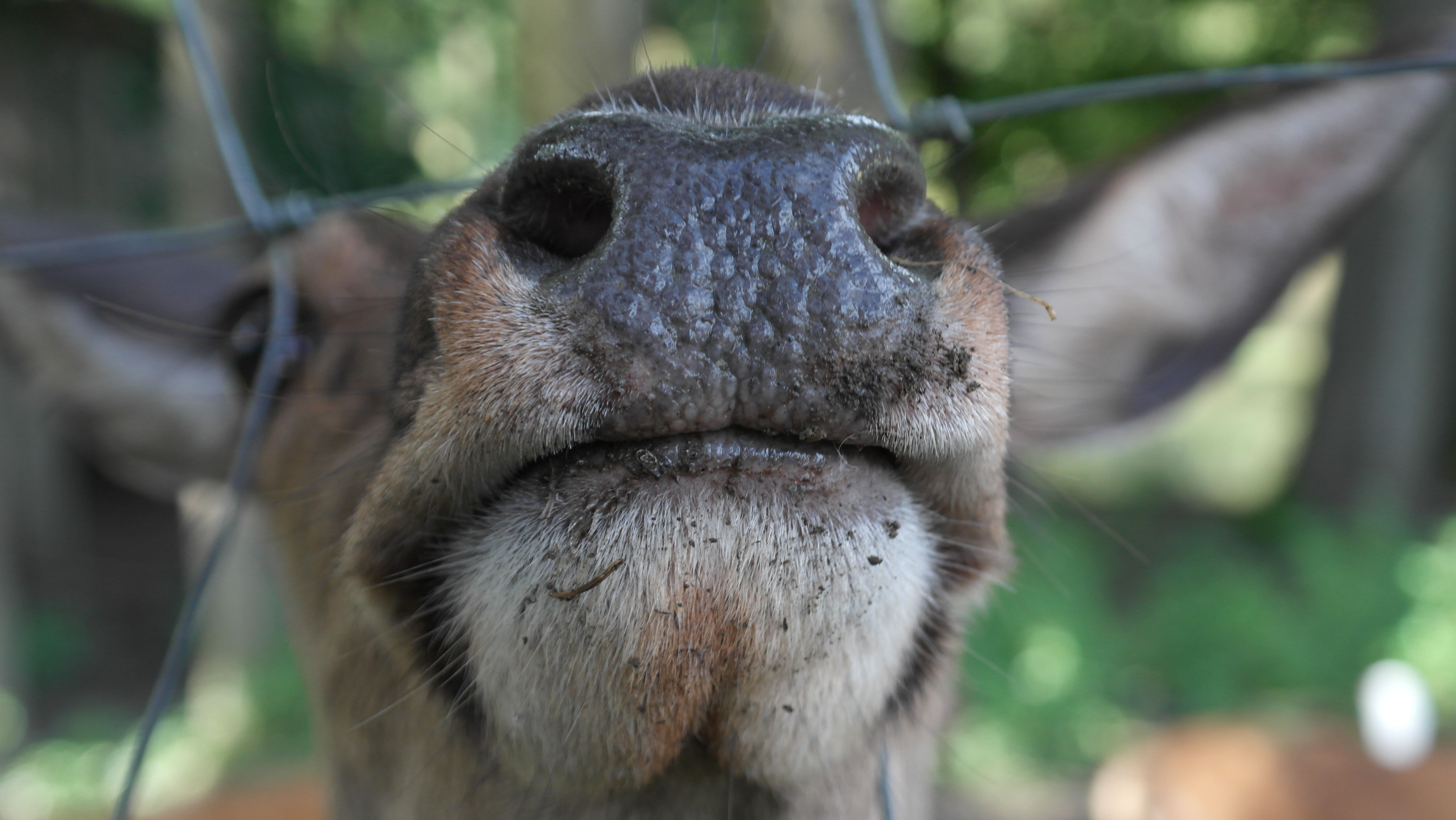 Closeup photo of snout red deer free image download