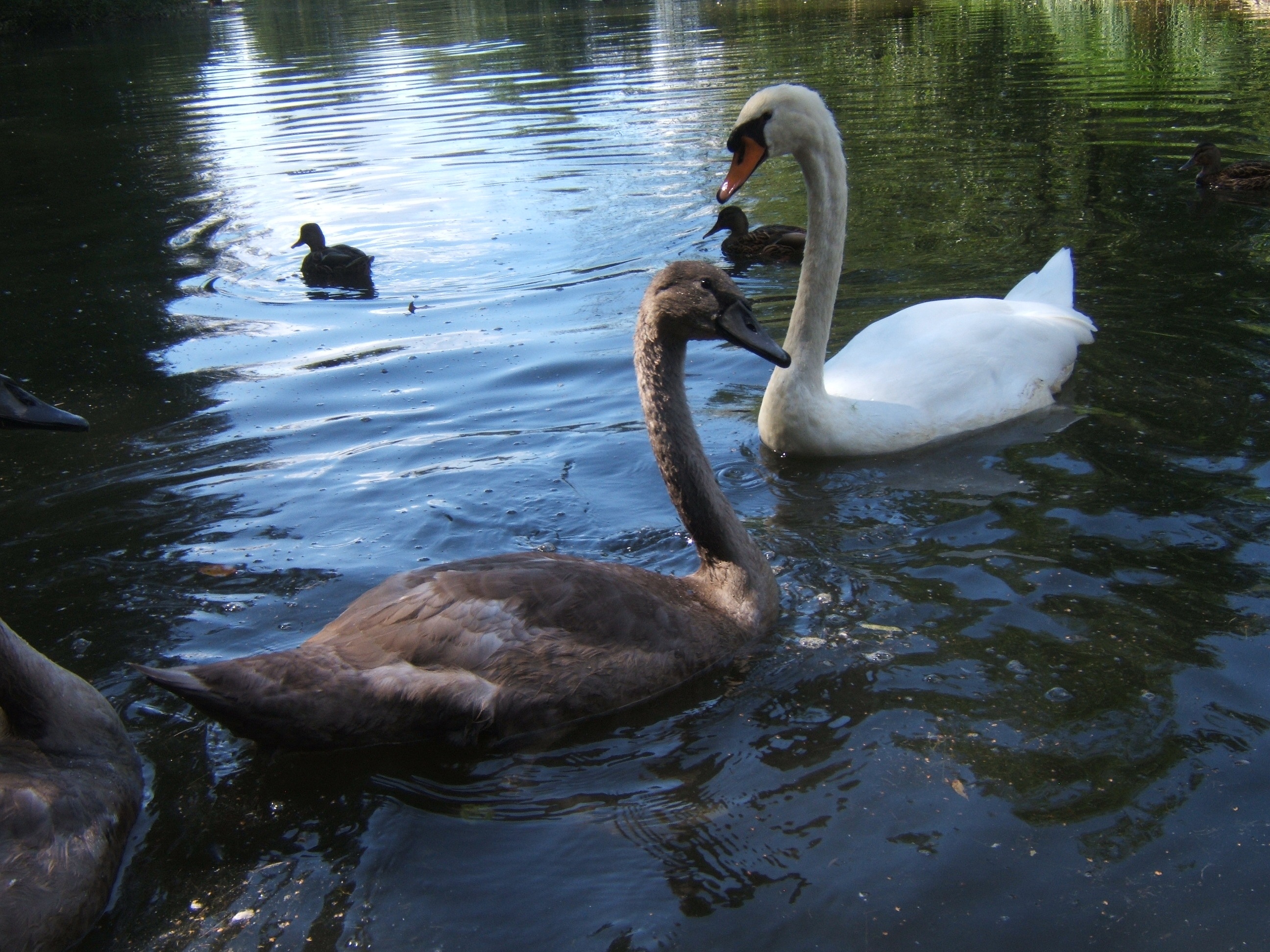 Two swans white and beige free image download