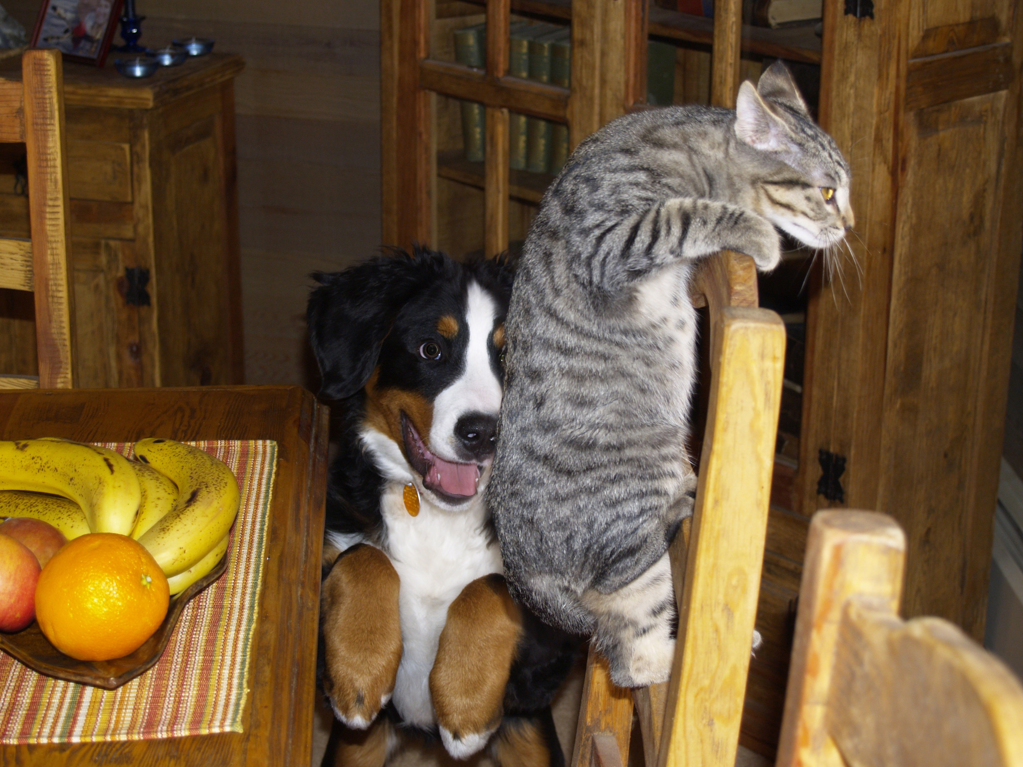 Beautiful and colorful, dog and cat near the table with fruits free ...