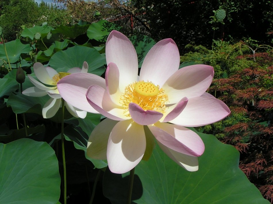 Two lotus flowers free image download