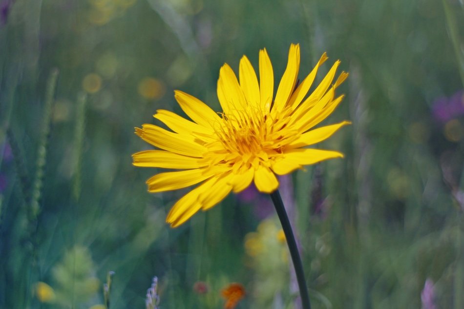 Yellow flower goatee free image download