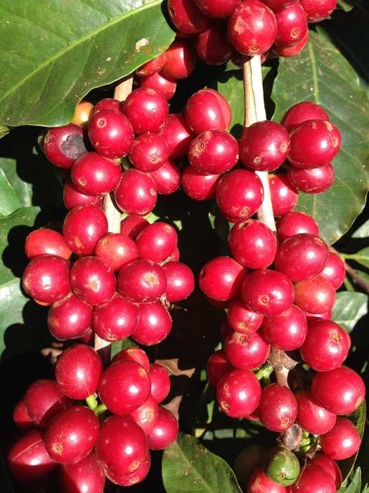 Coffee cherry free image download