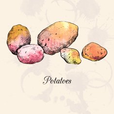 Hand drawn potatoes N2 free image download