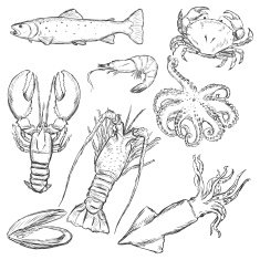 Vector Set of Sketch Sea Food N2 free image download