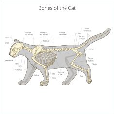 Cat skeleton veterinary vector illustration N5 free image download