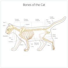 Cat skeleton veterinary vector illustration N6 free image download