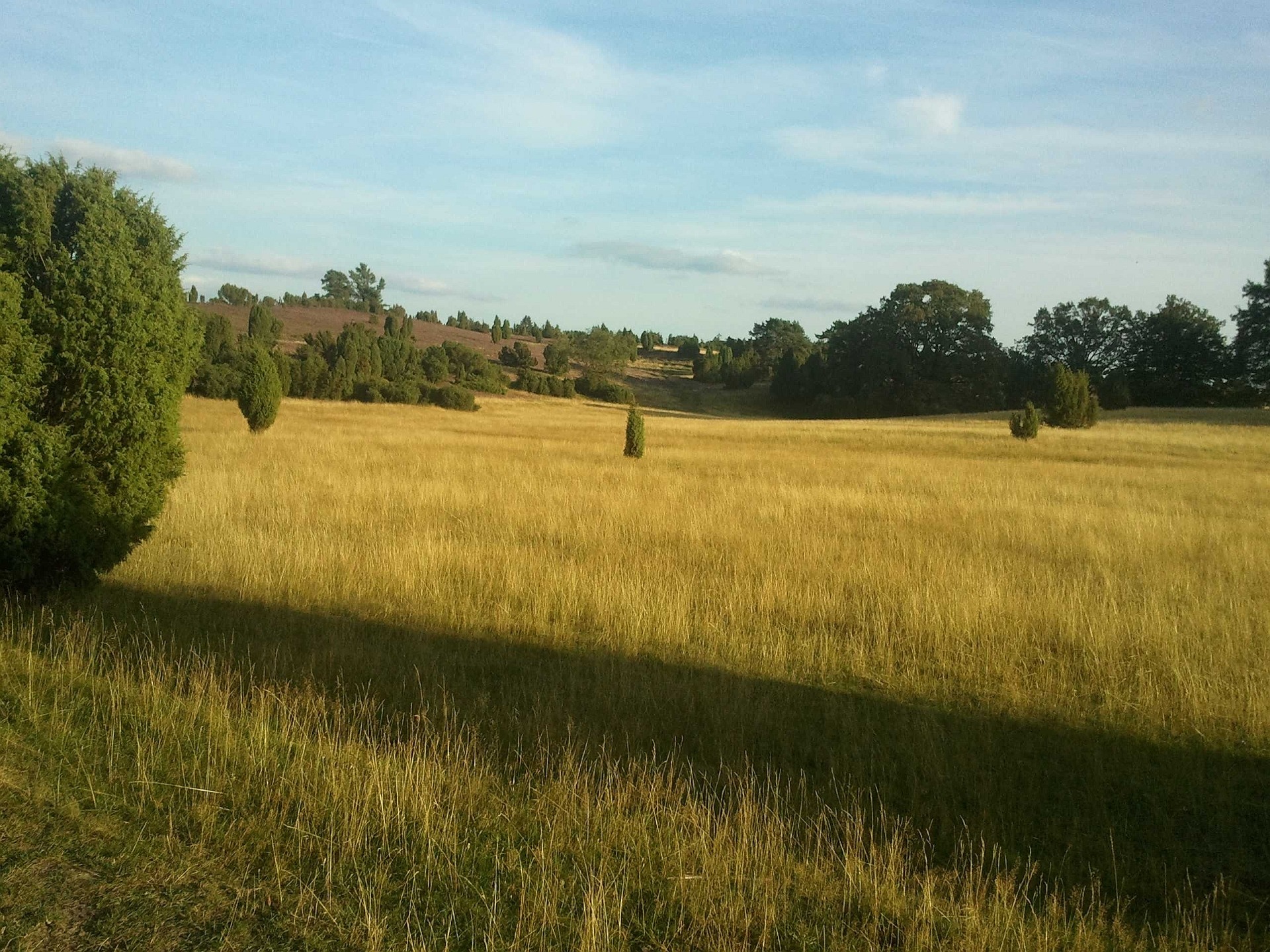 Fields in countryside at summer, germany, heide free image download