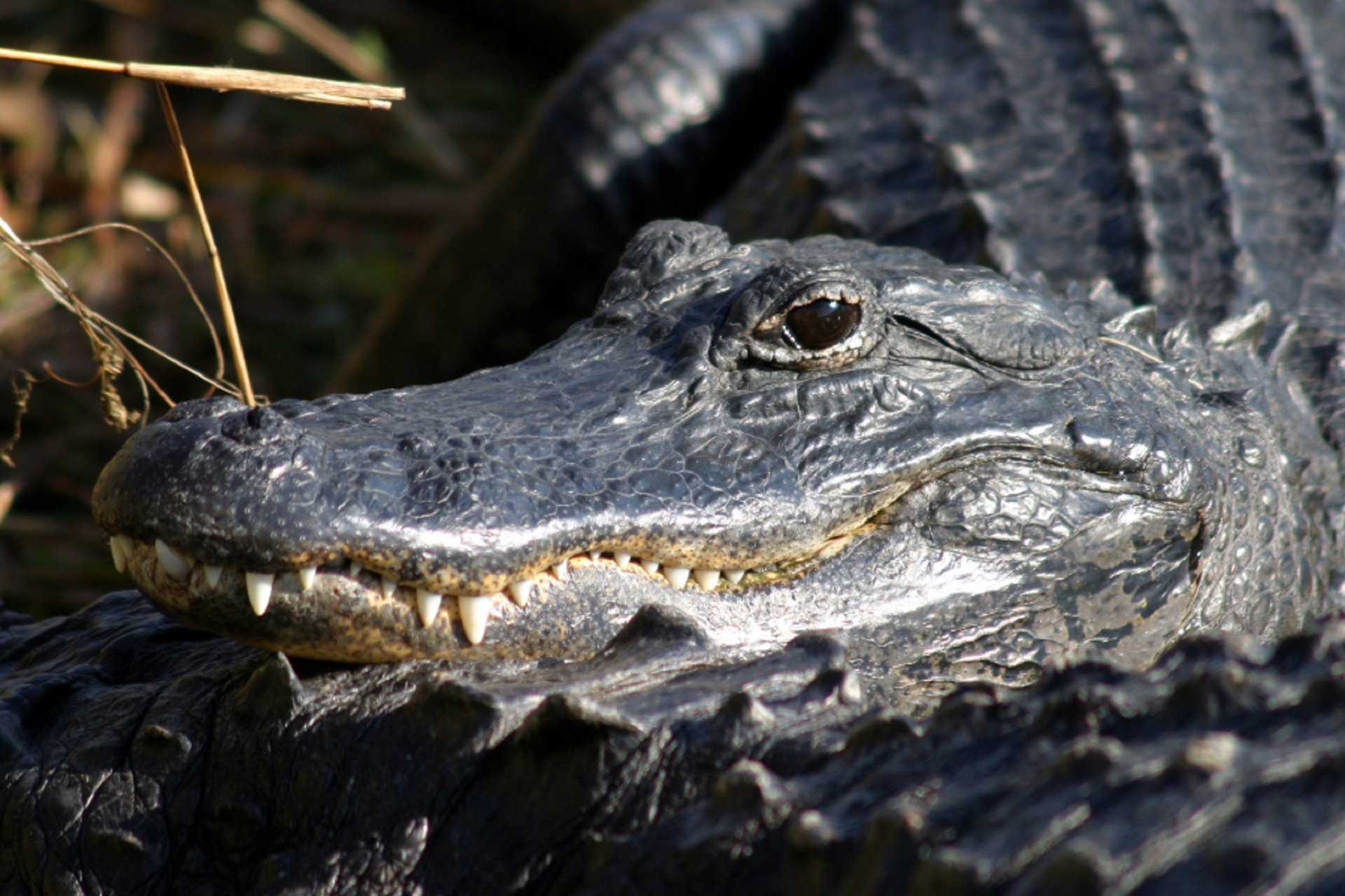 Dangerous toothy alligator's head free image download