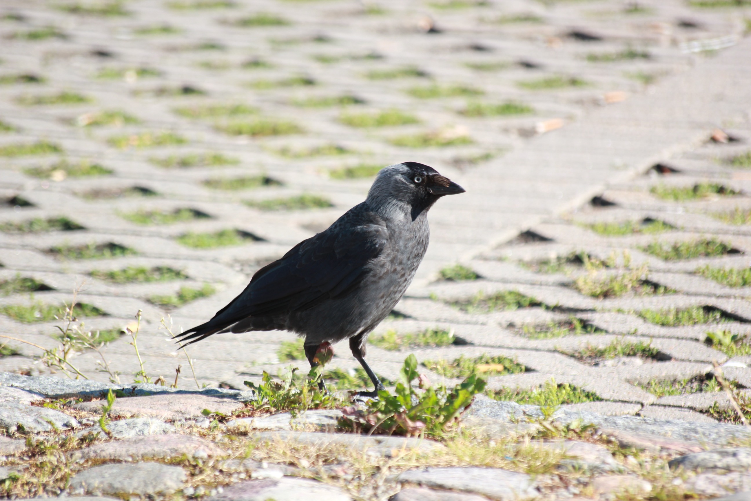 Crow on the pavement on a sunny day free image download