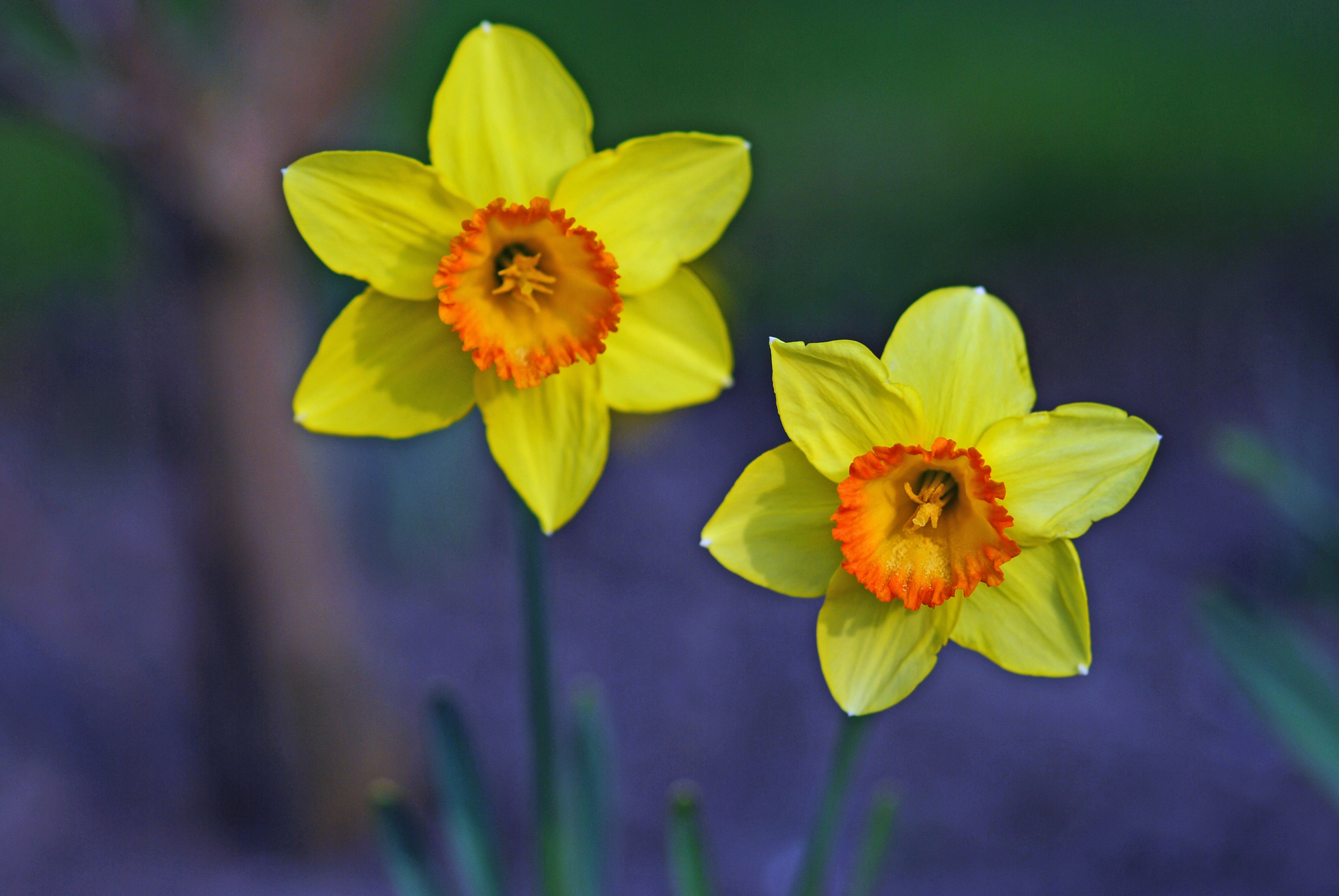 Bicolor daffodil bloom macro free image download