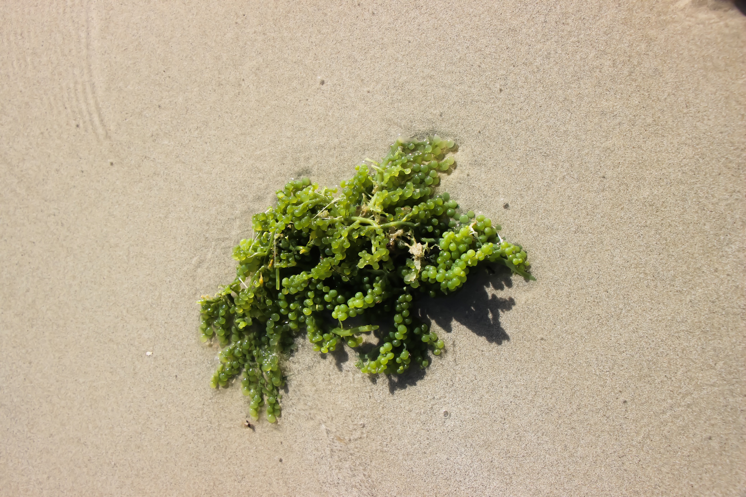 Algae sea plant free image download