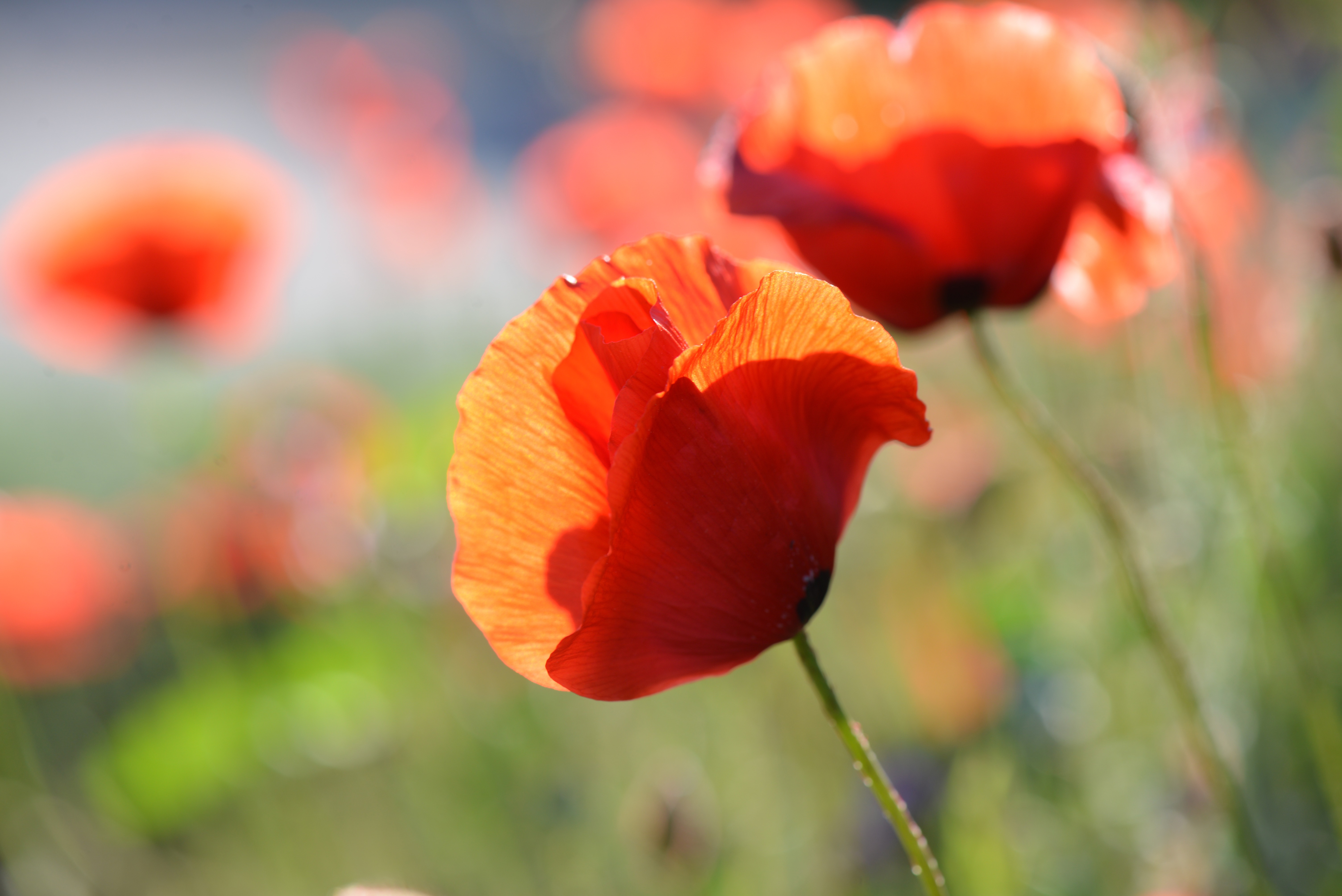 Red sunny poppy flowers free image download