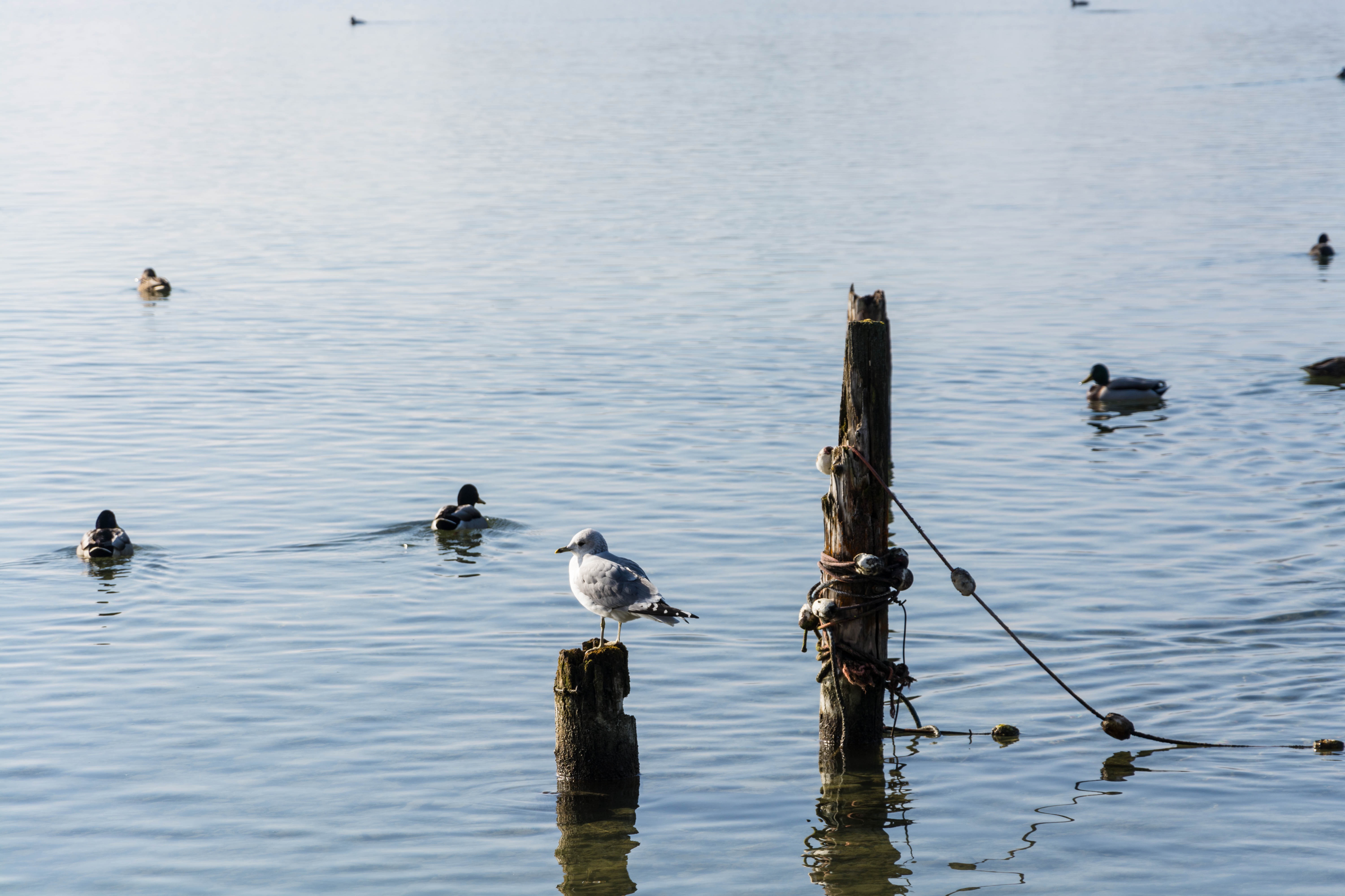 Birds on lake free image download