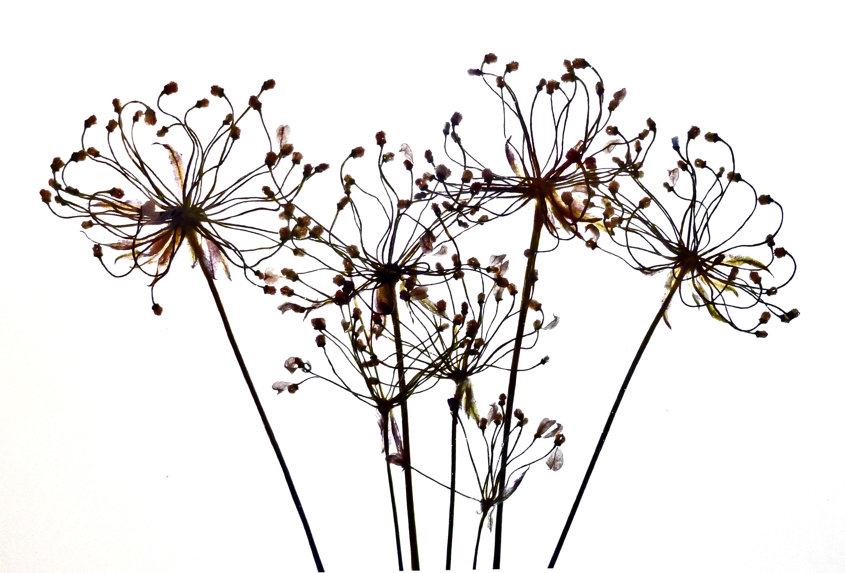 Filigree as a simple flower free image download