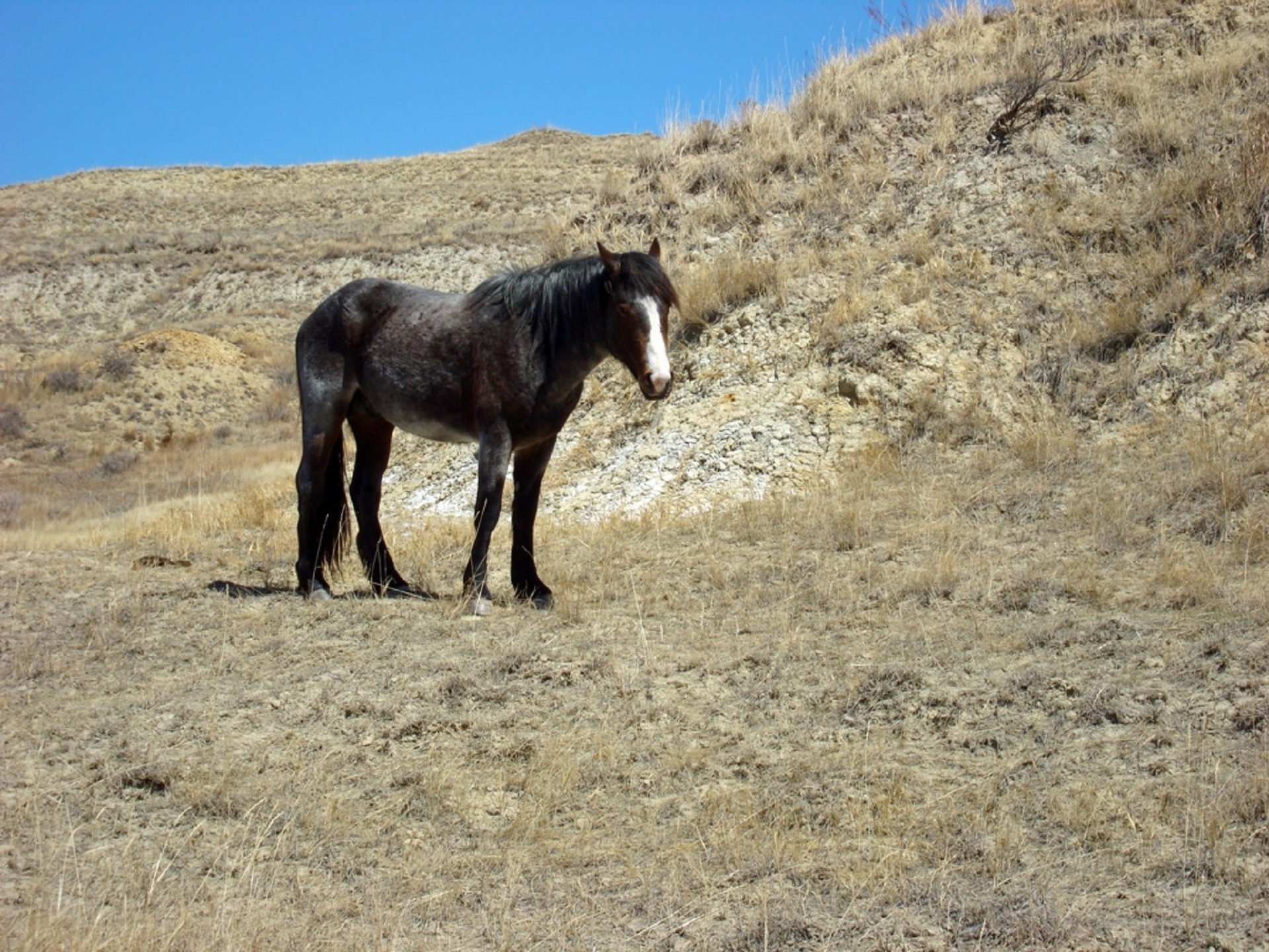 Wild feral horse free image download