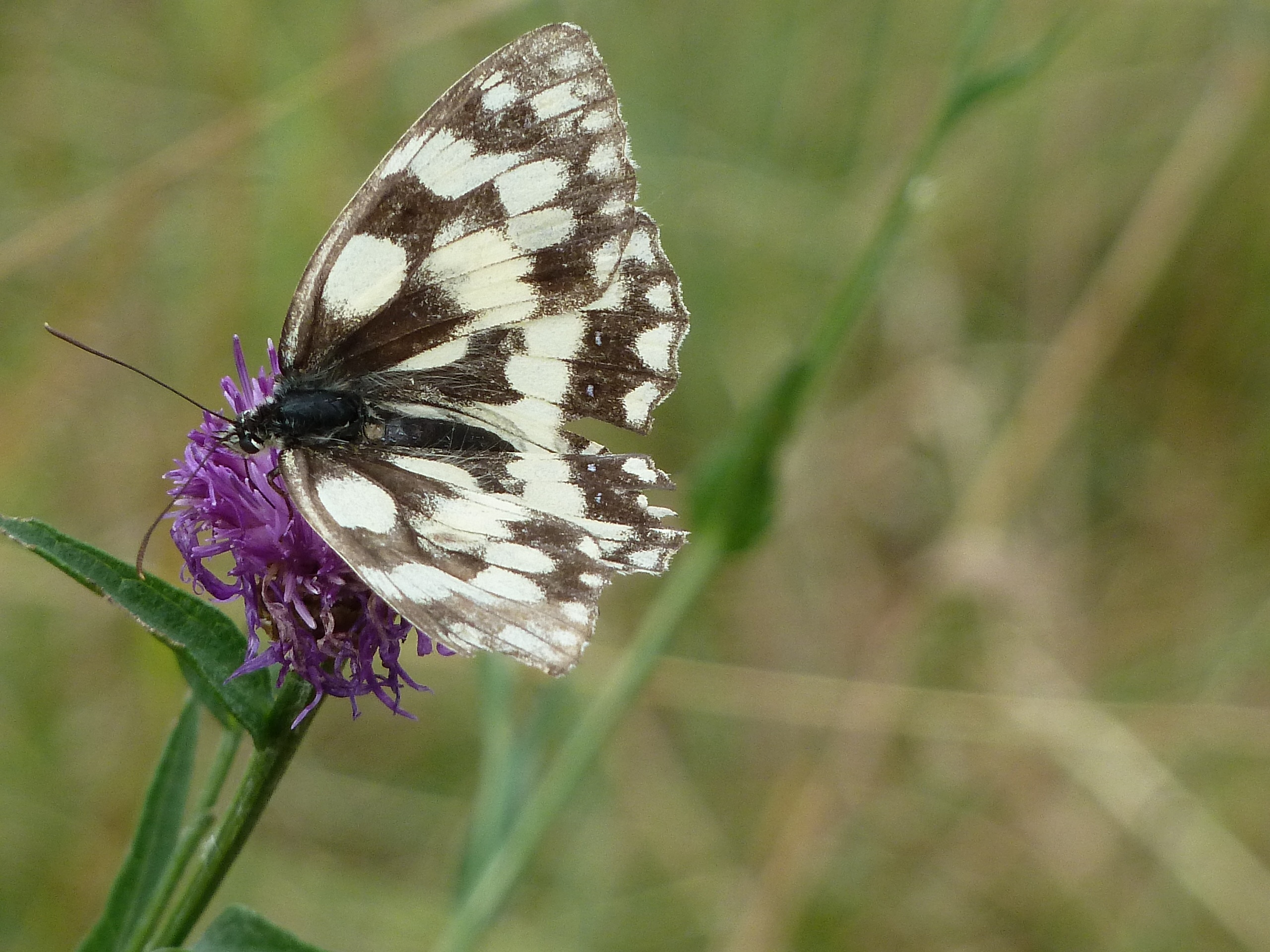 Checkered butterfly on flower free image download