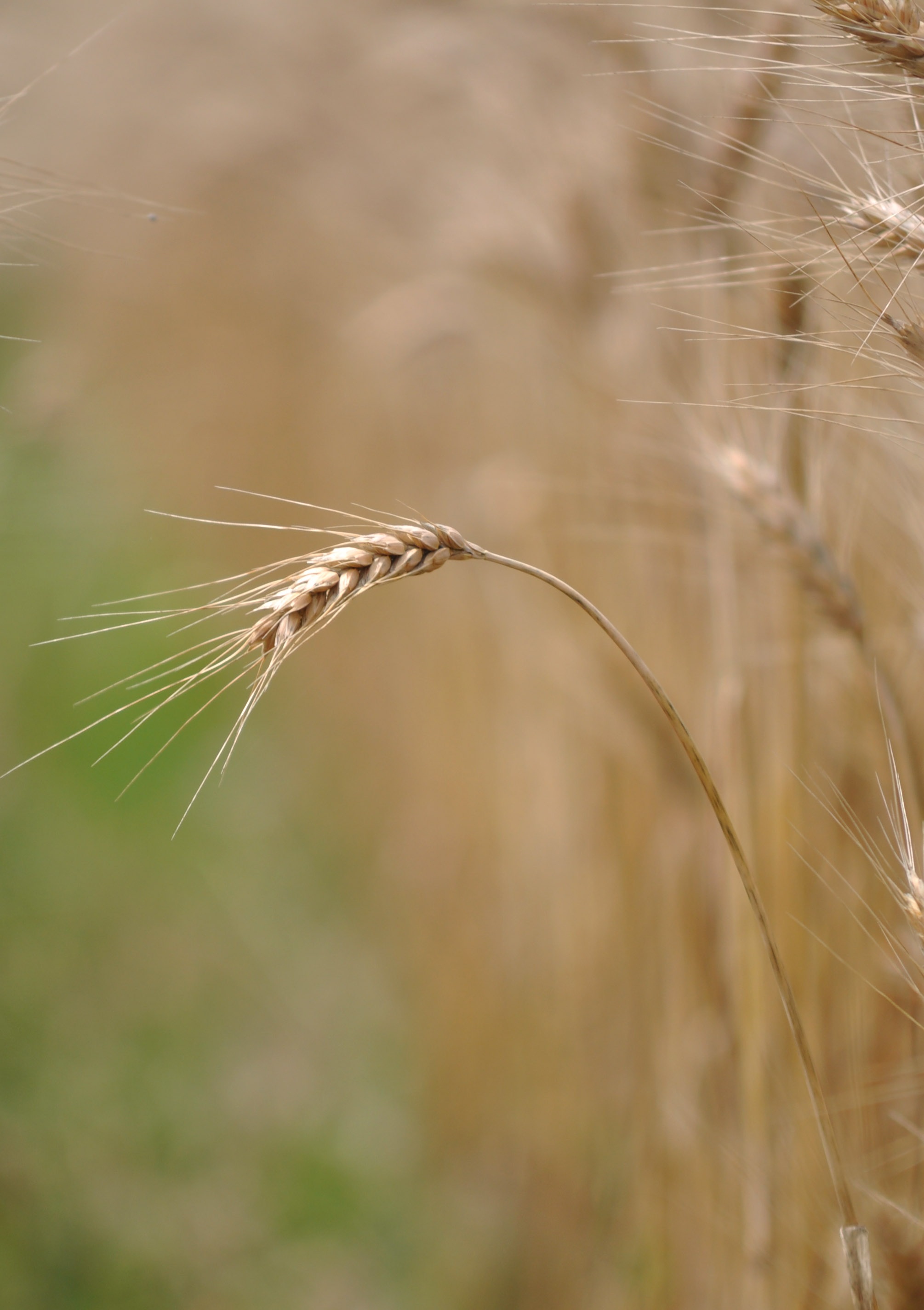 Ripe wheat spike free image download