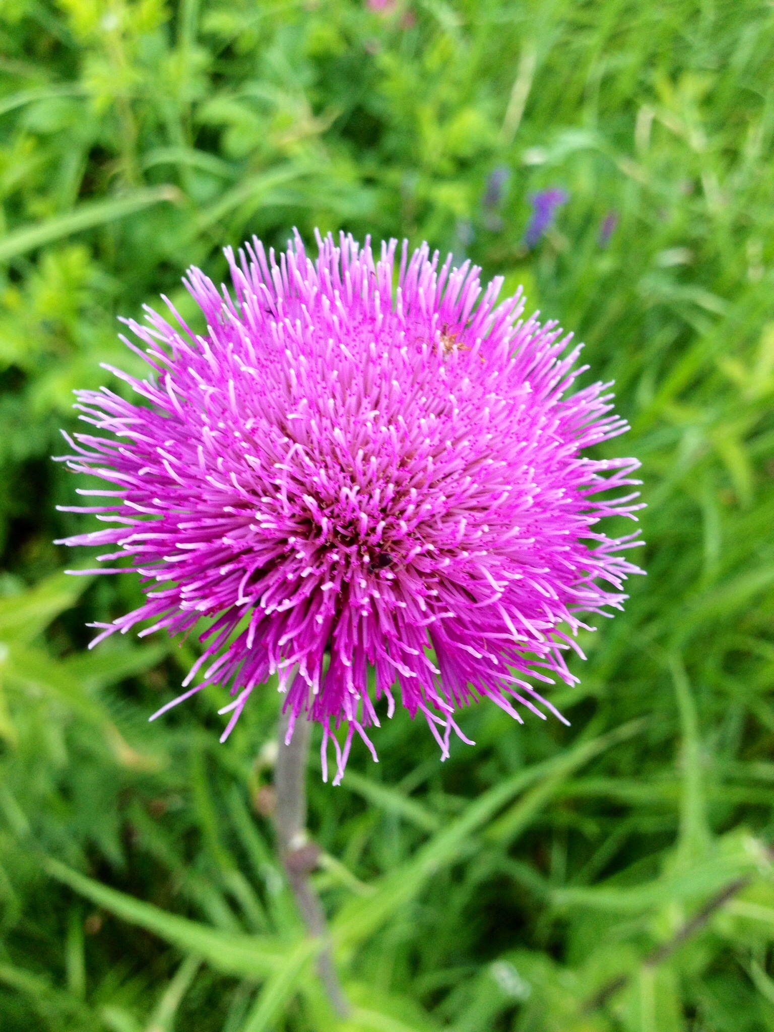 Beautiful and colorful thorny flower and green grass free image download