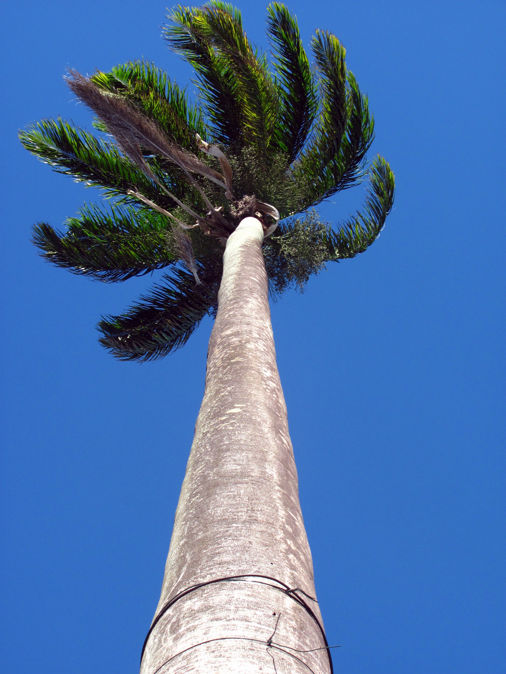 Beautiful high palm tree free image download