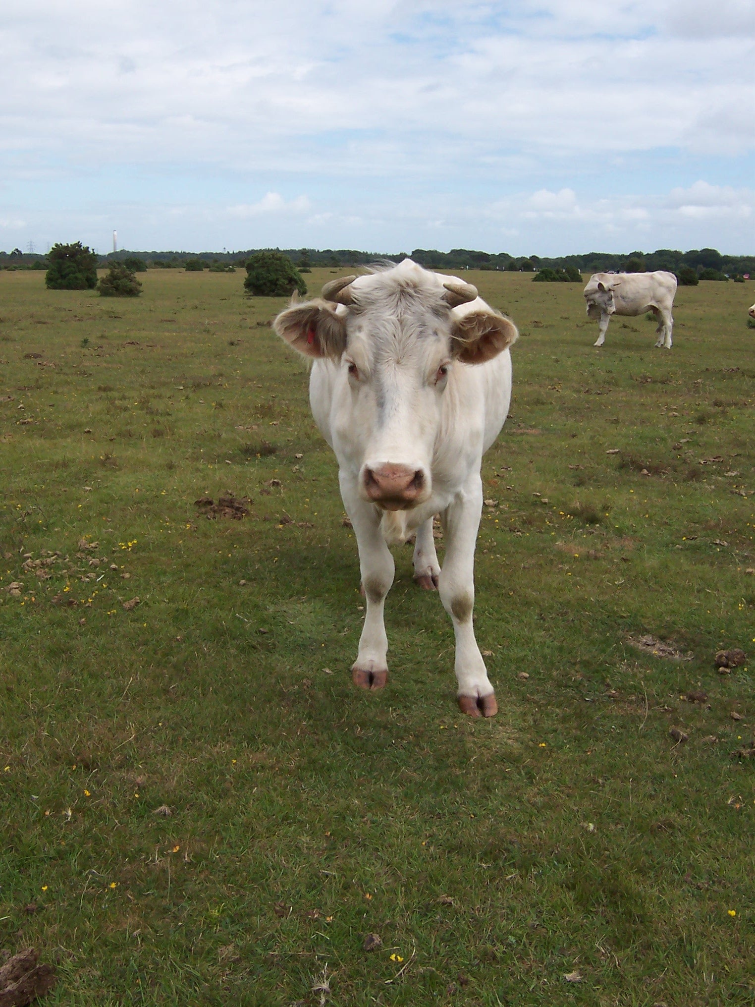 Cows in rural area free image download