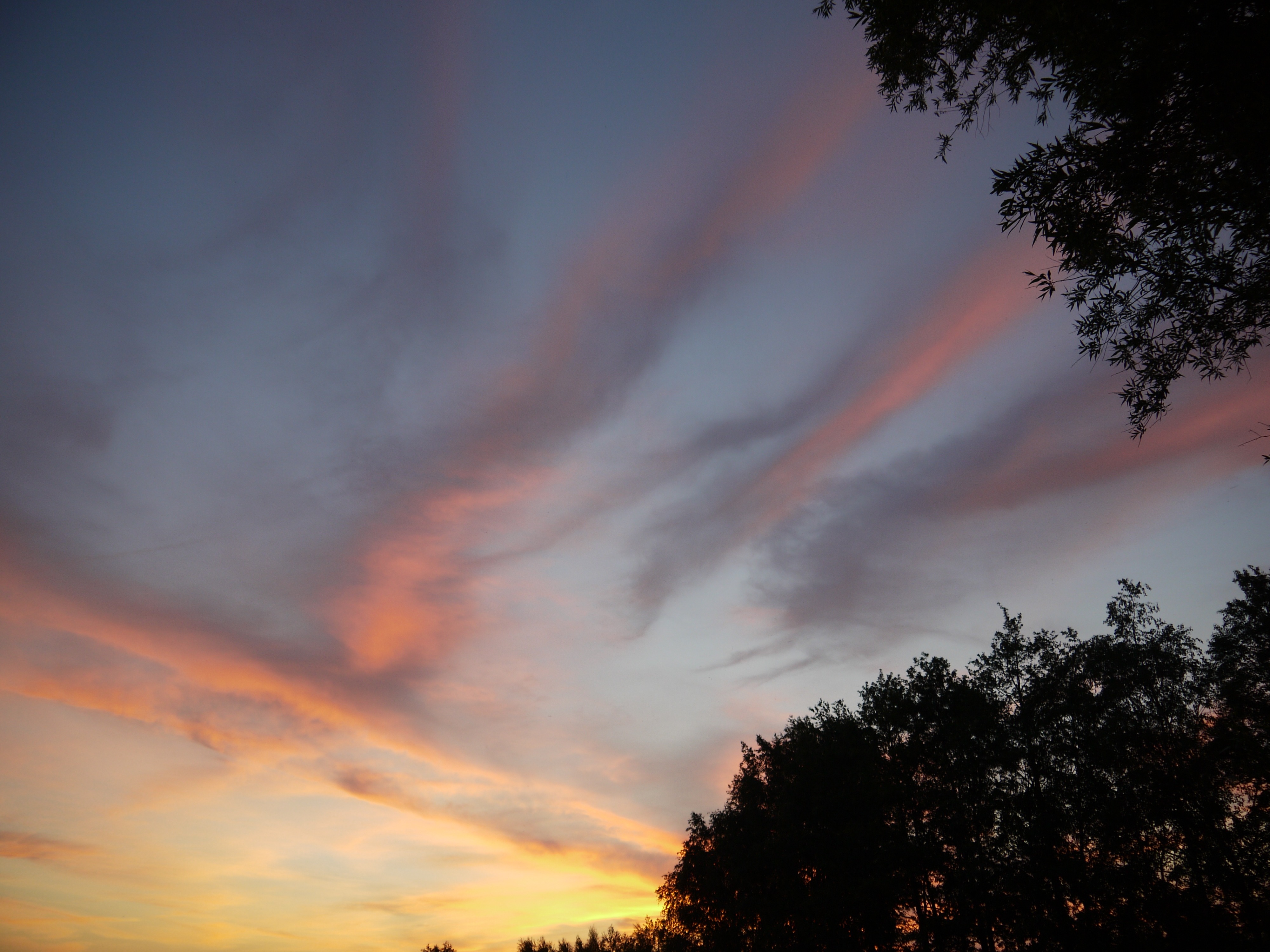 Afterglow in the evening sky above the trees free image download