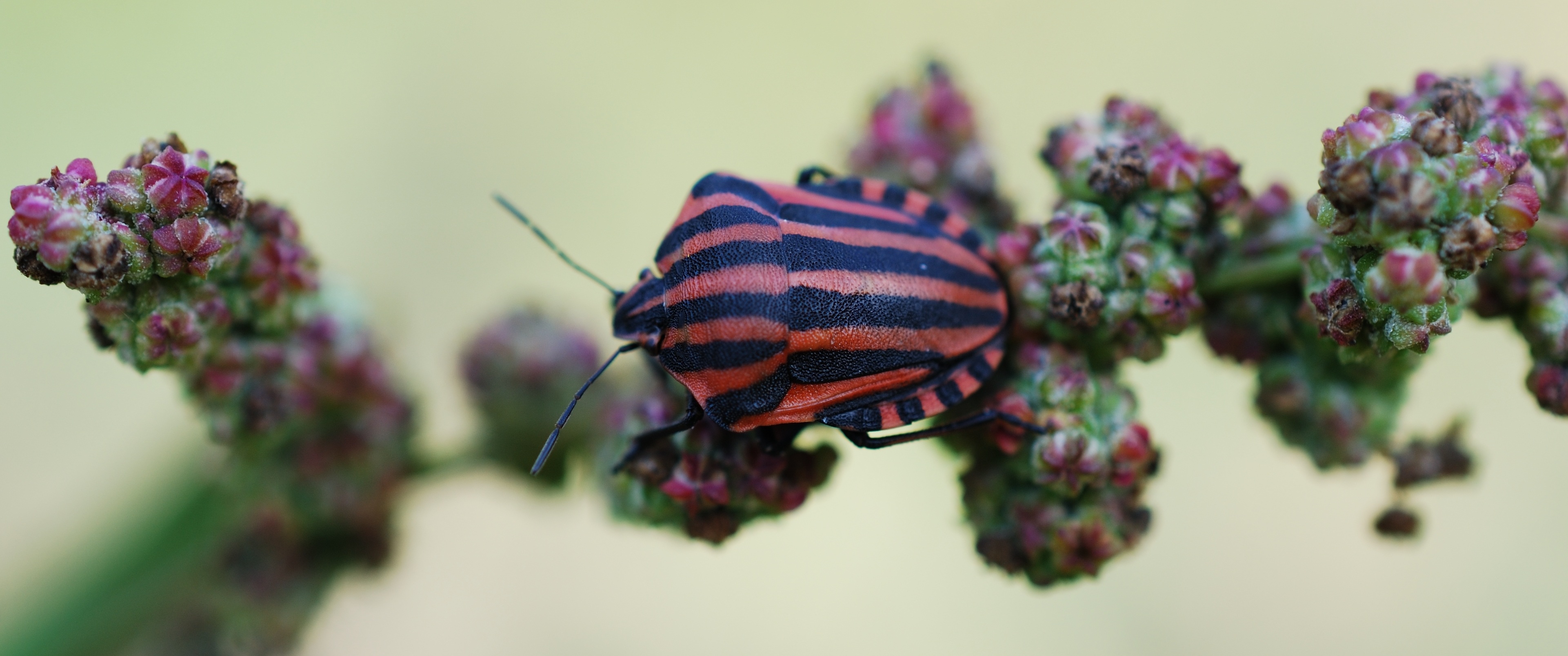 Striped red and black beetle free image download