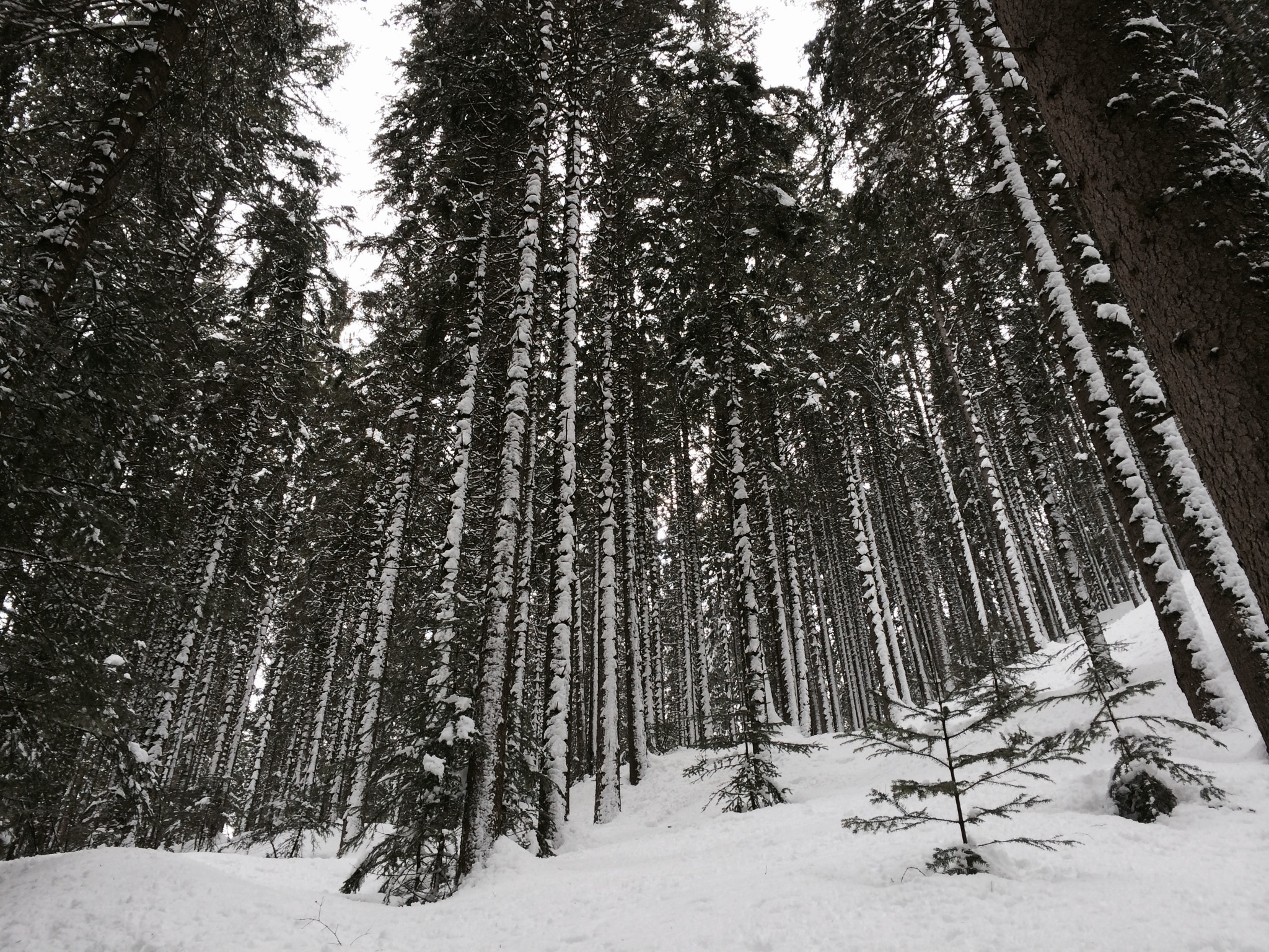 Forest in heavy snow free image download