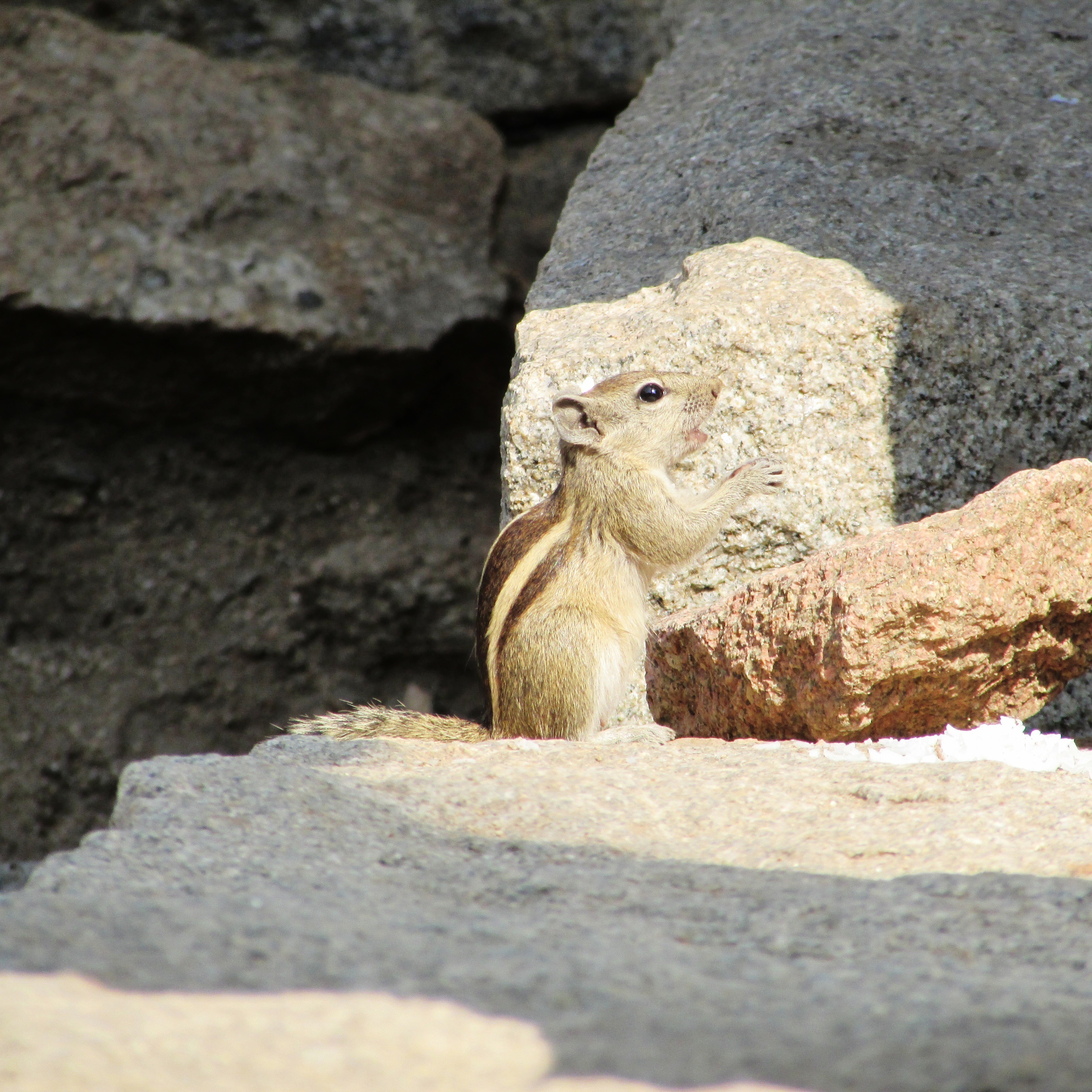 Squirrel in nature in India free image download