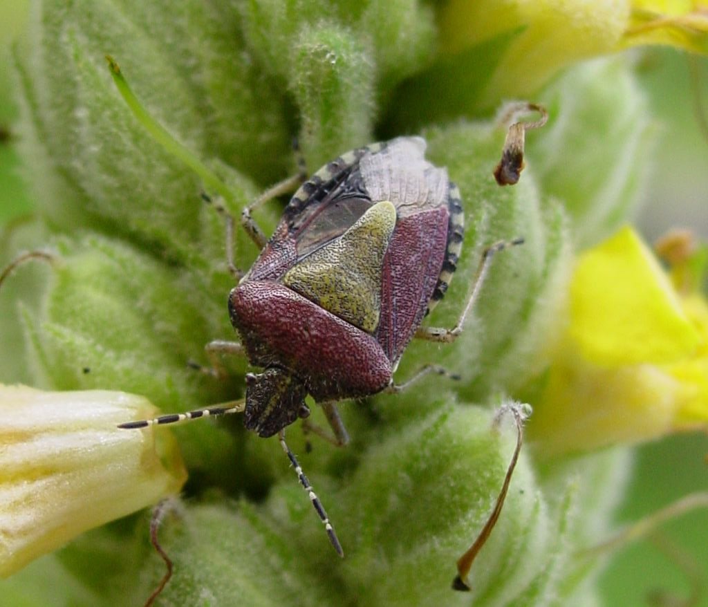 Smelly beetle on a green plant free image download