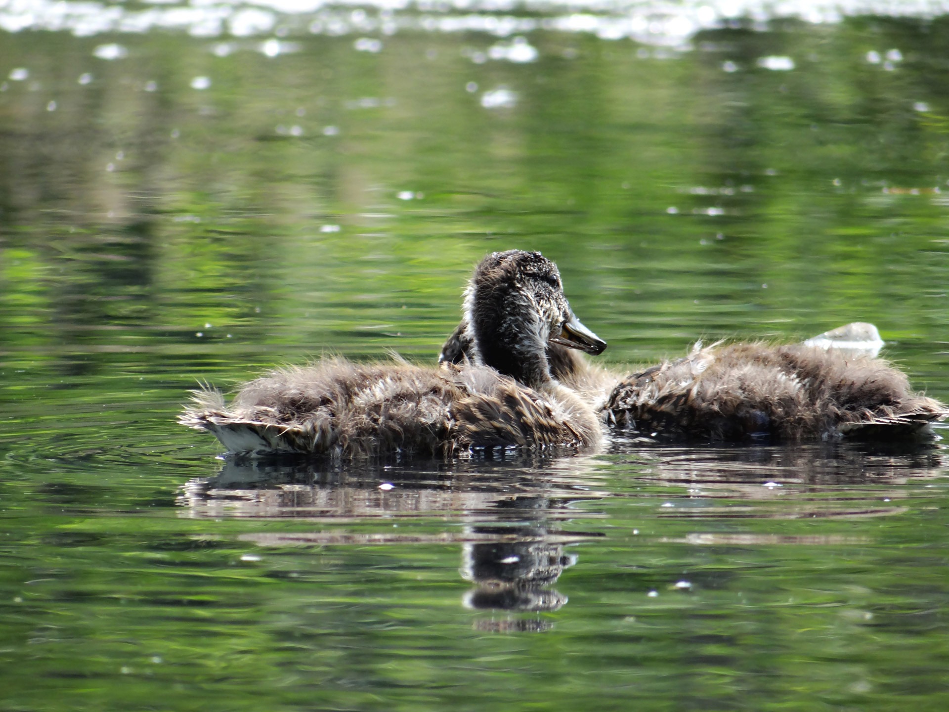 Ducklings waterfowl wildlife closeup free image download