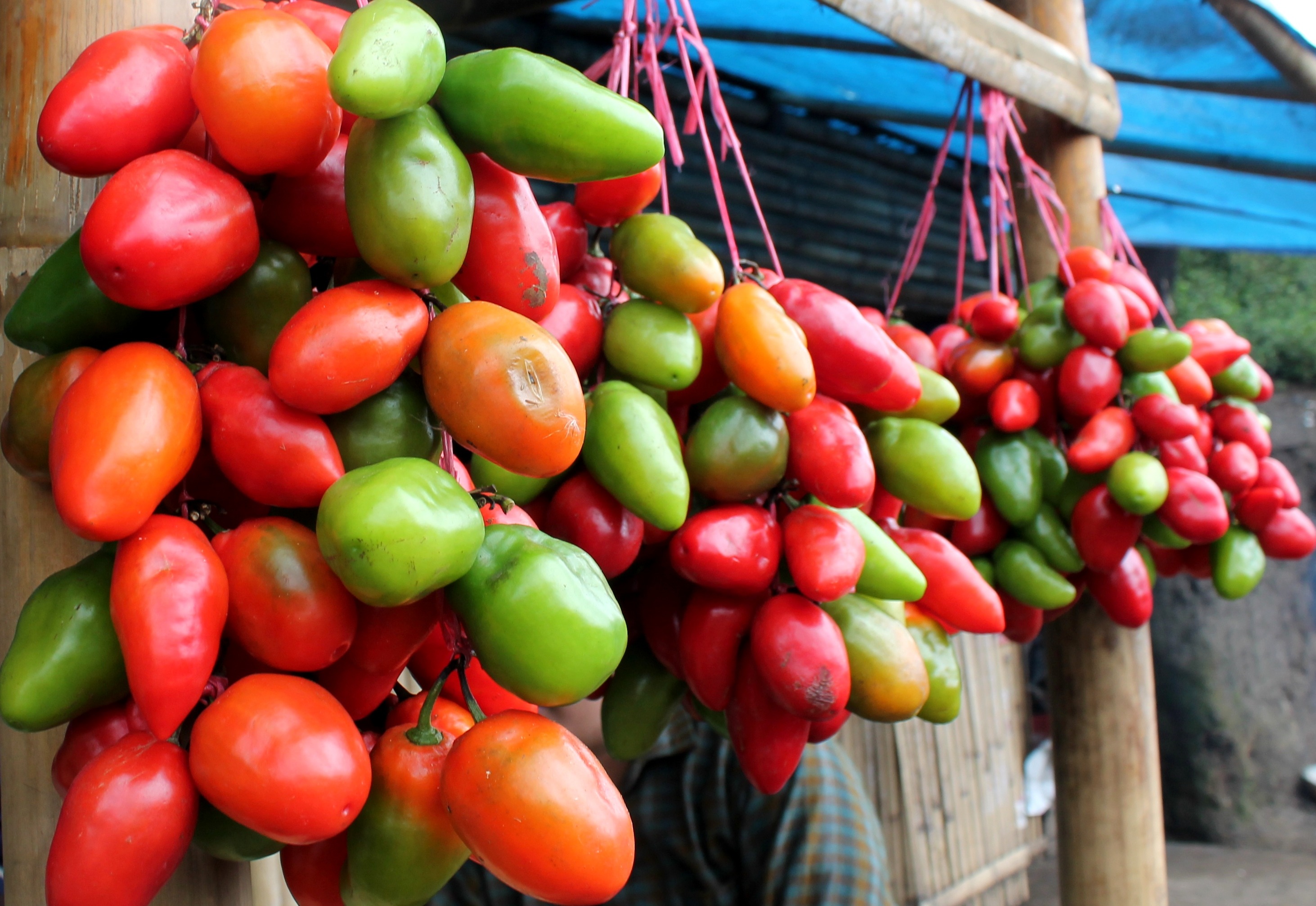 Hanging tomatoes on ropes free image download