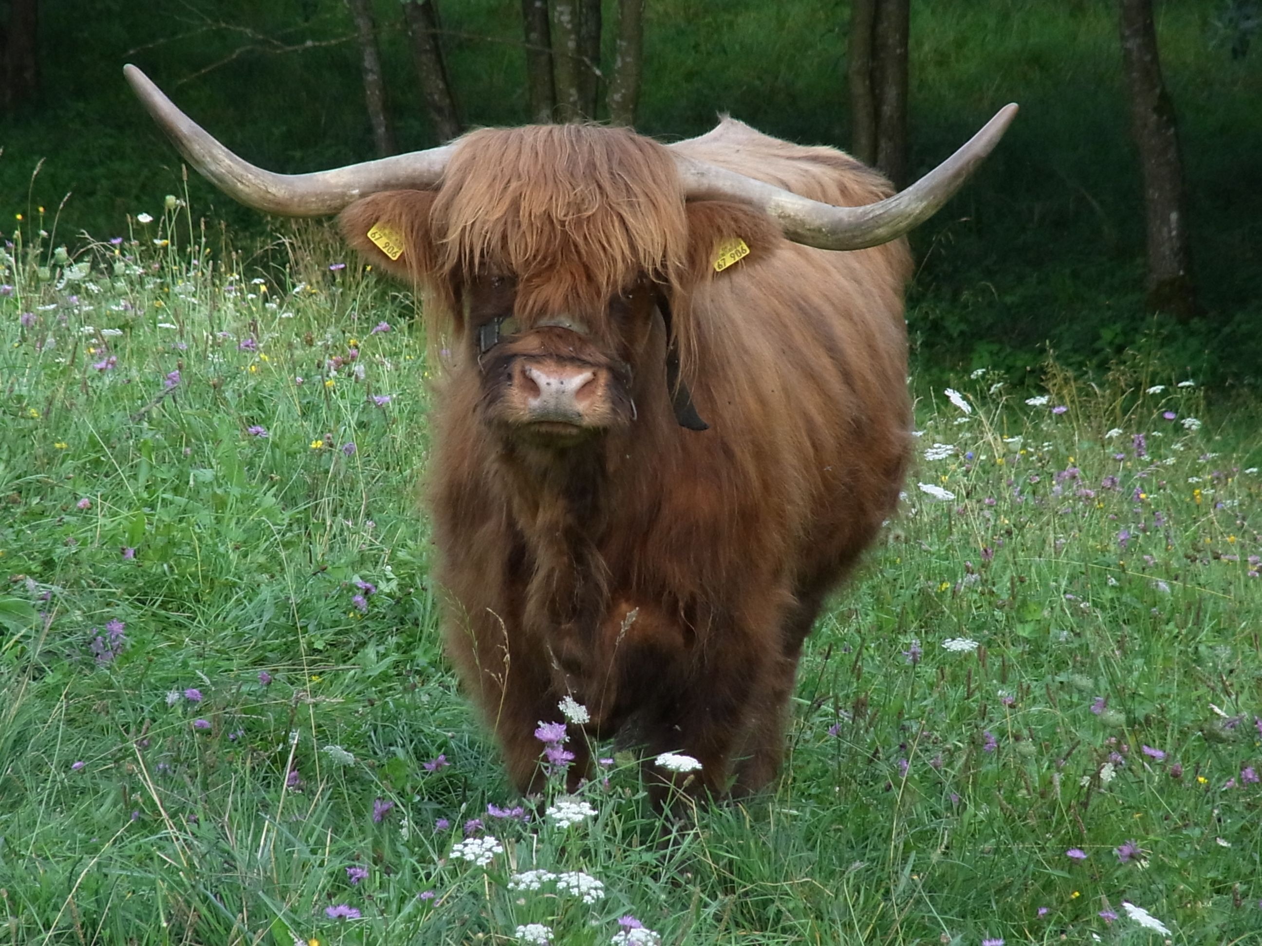 Longhair bull in Scotland free image download