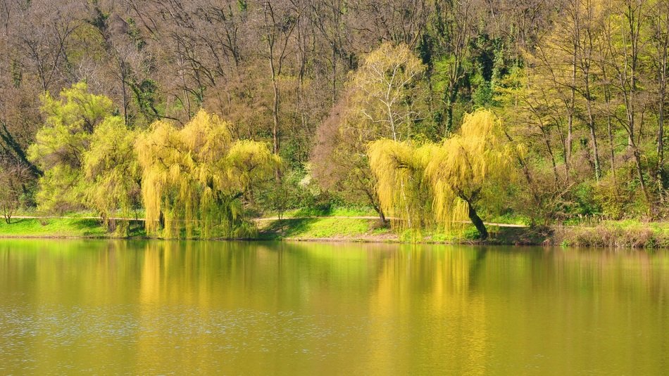 Lake fauna in spring free image download