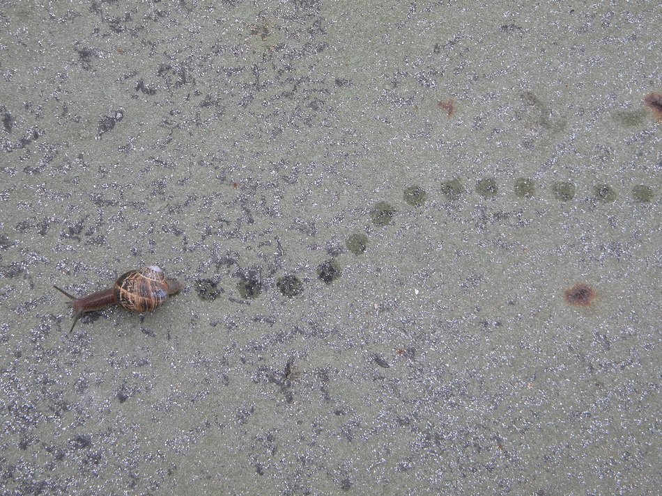 Snail tracks on the road free image download