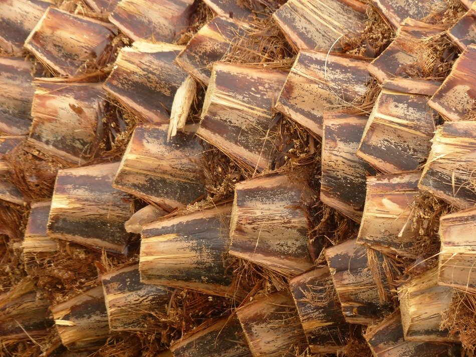 Palm root closeup free image download